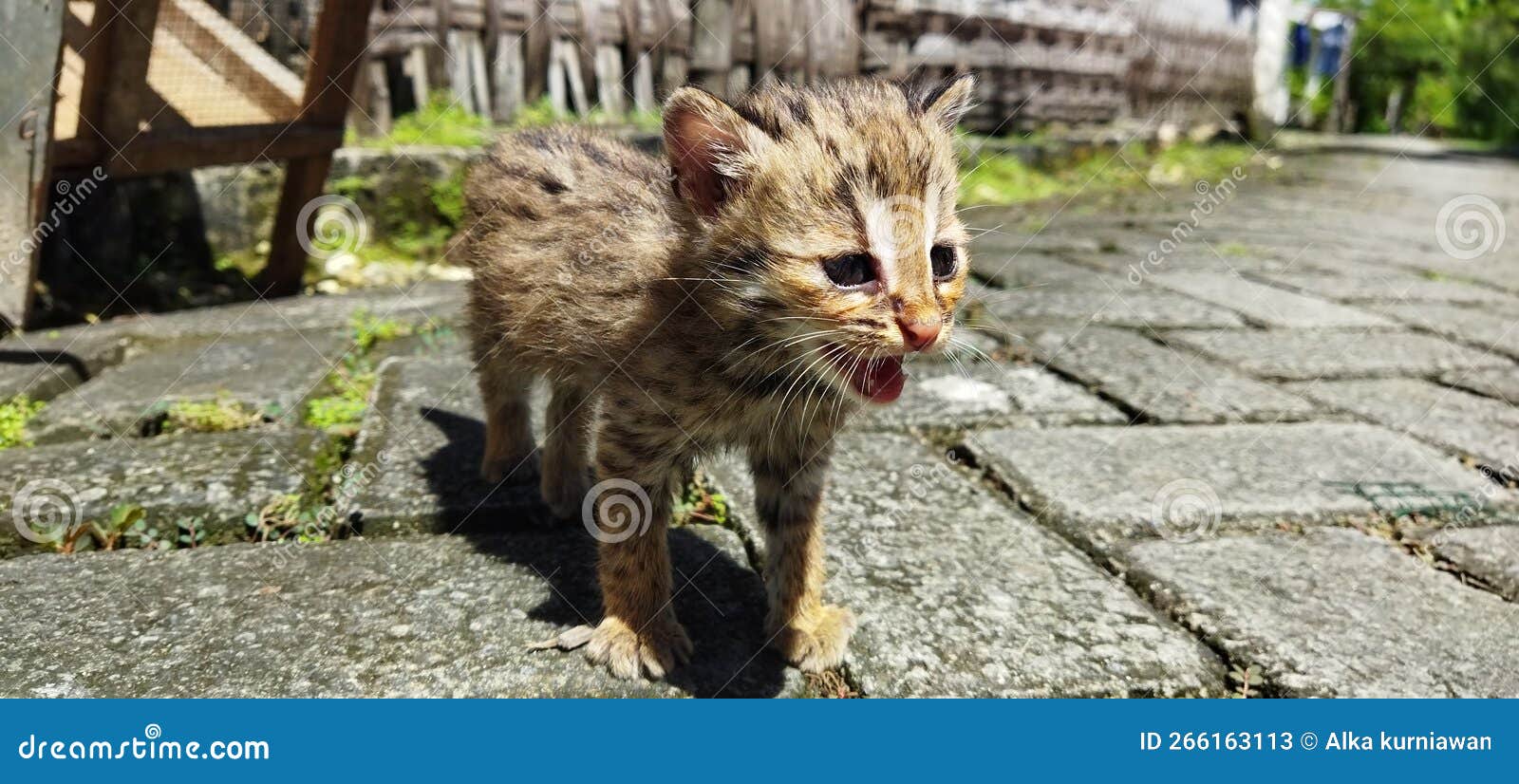 Cute Bobcat Baby Sunbathing Stock Image - Image of grass, mammal: 266163113