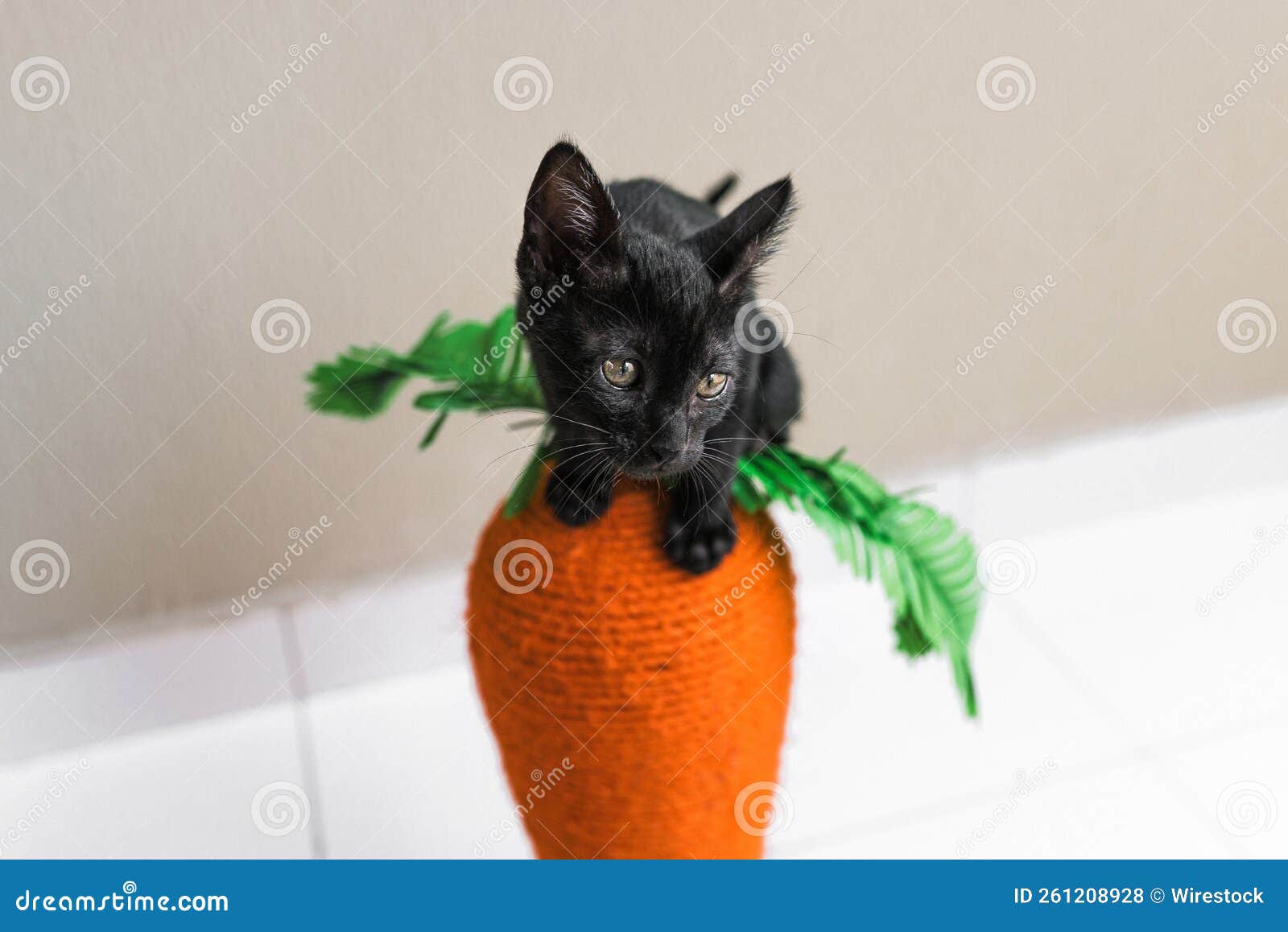 Cute Bombay Black Cat Outdoors In Garden In Nature Royalty-Free Stock ...