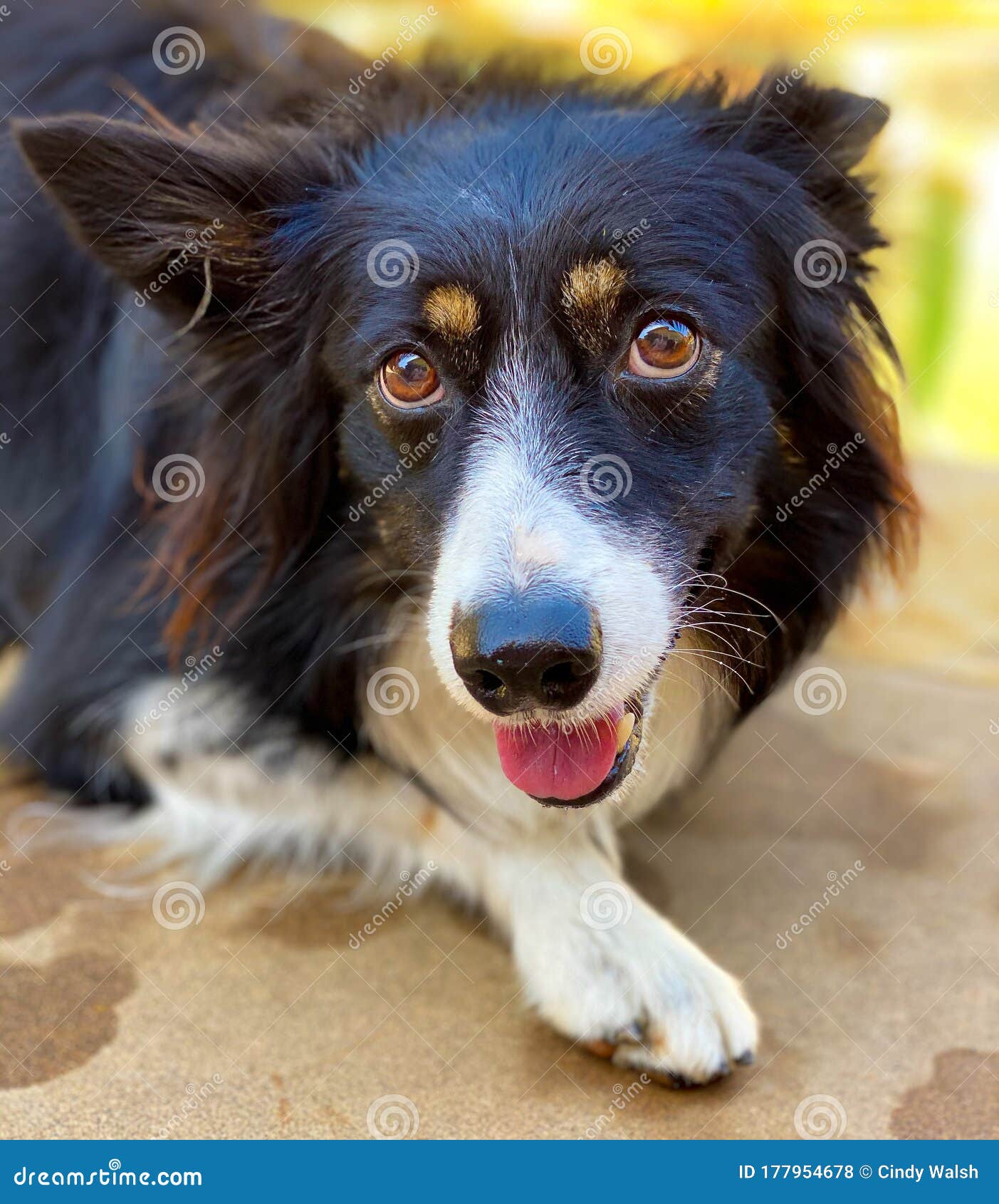 Cute border collie stock photo. Image of mouth, behavior - 177954678