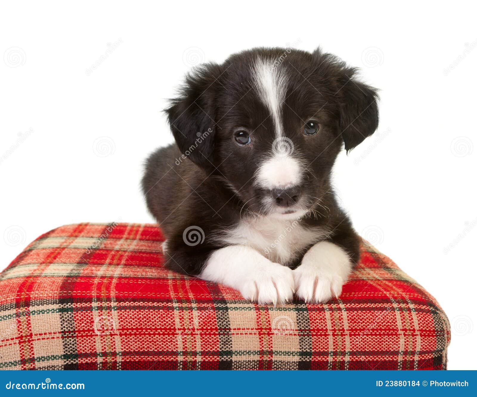 Cute border collie puppy stock photo. Image of posing - 23880184