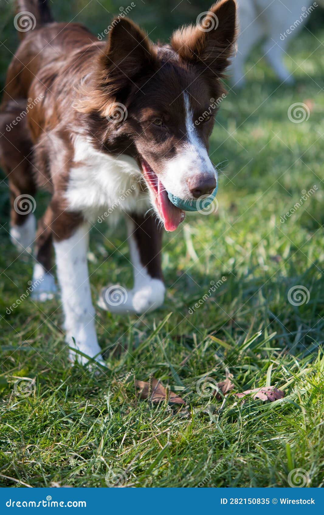Cute Border Collie Walking Outdoors in Green Grass Stock Image - Image ...