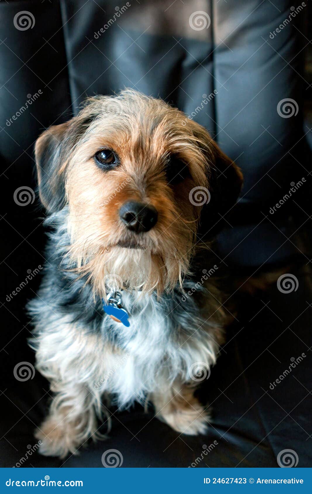 Cute Borkie Puppy stock image. Image of canine, hairy - 24627423
