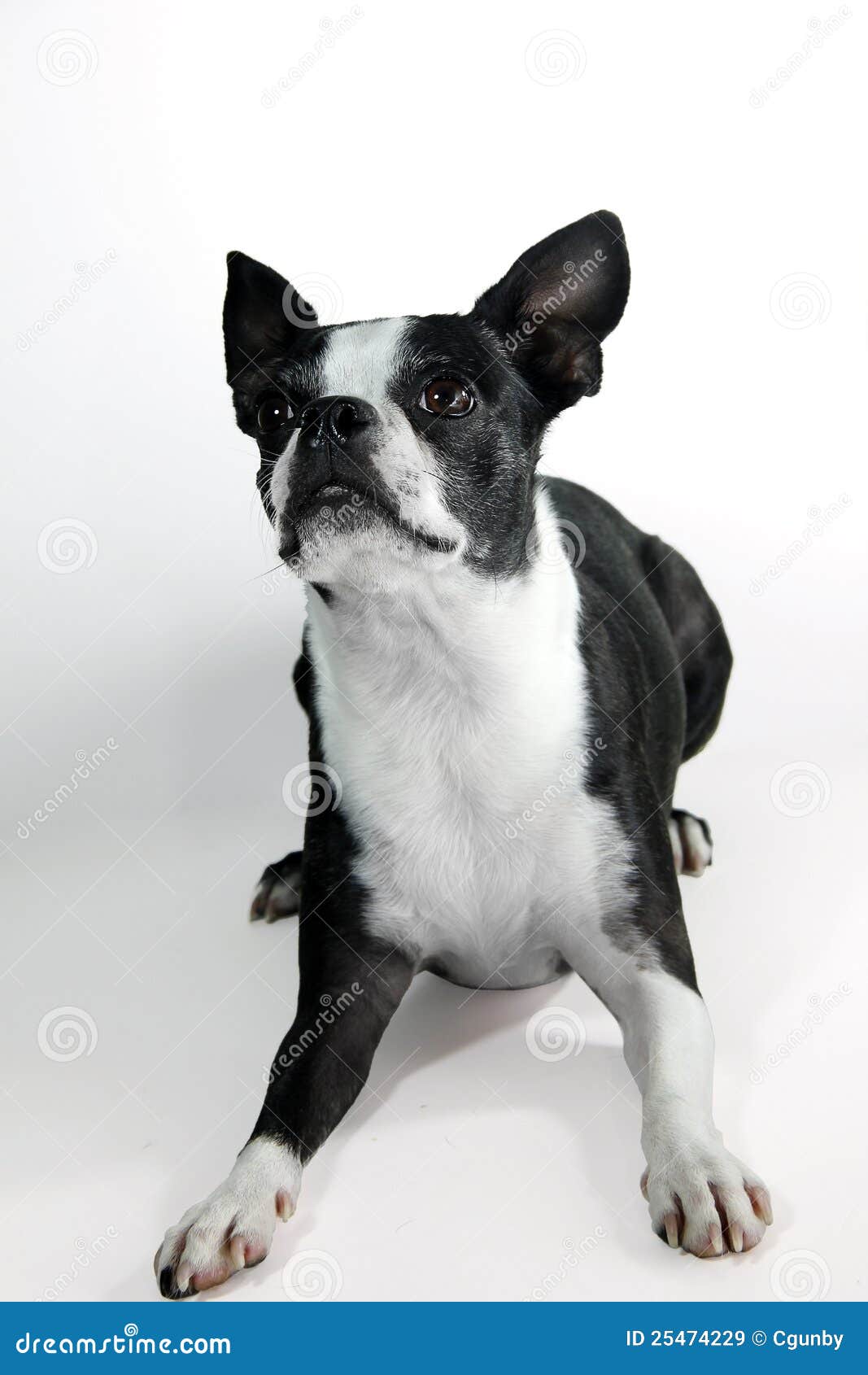 Cute Boston Terrier stock image. Image of pure, attention - 25474229