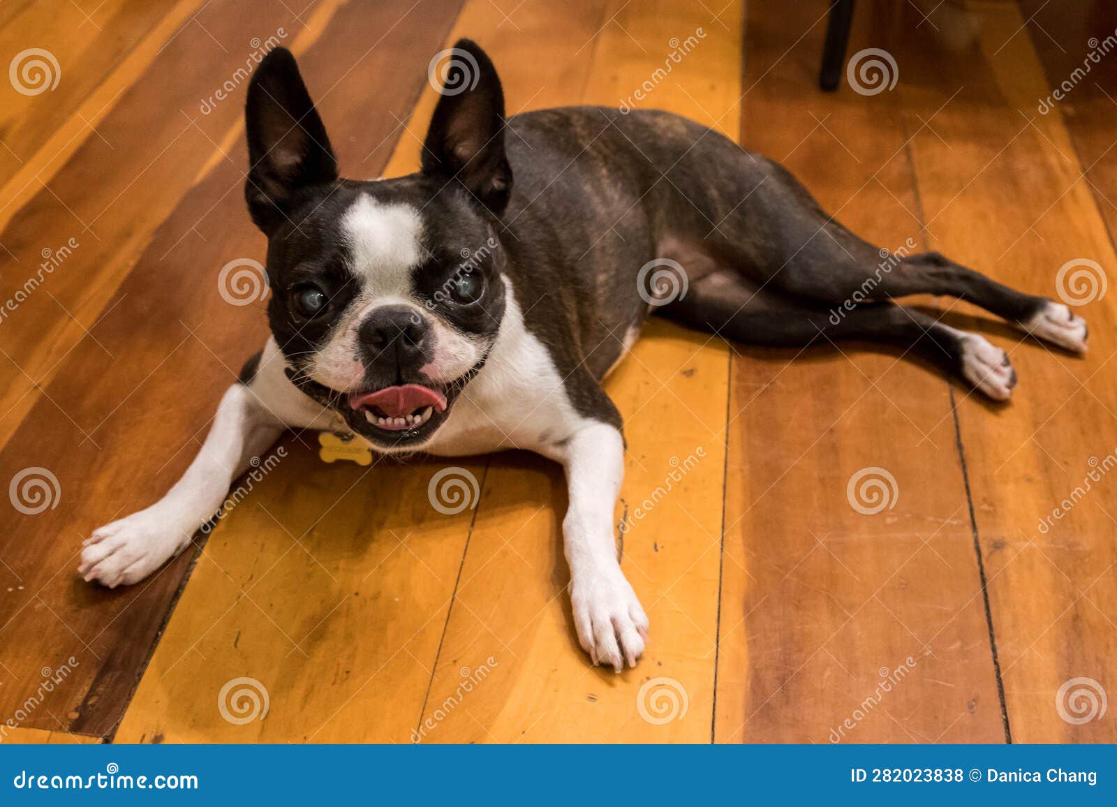 Cute Boston Terrier Smiling at Camera Stock Photo - Image of white ...