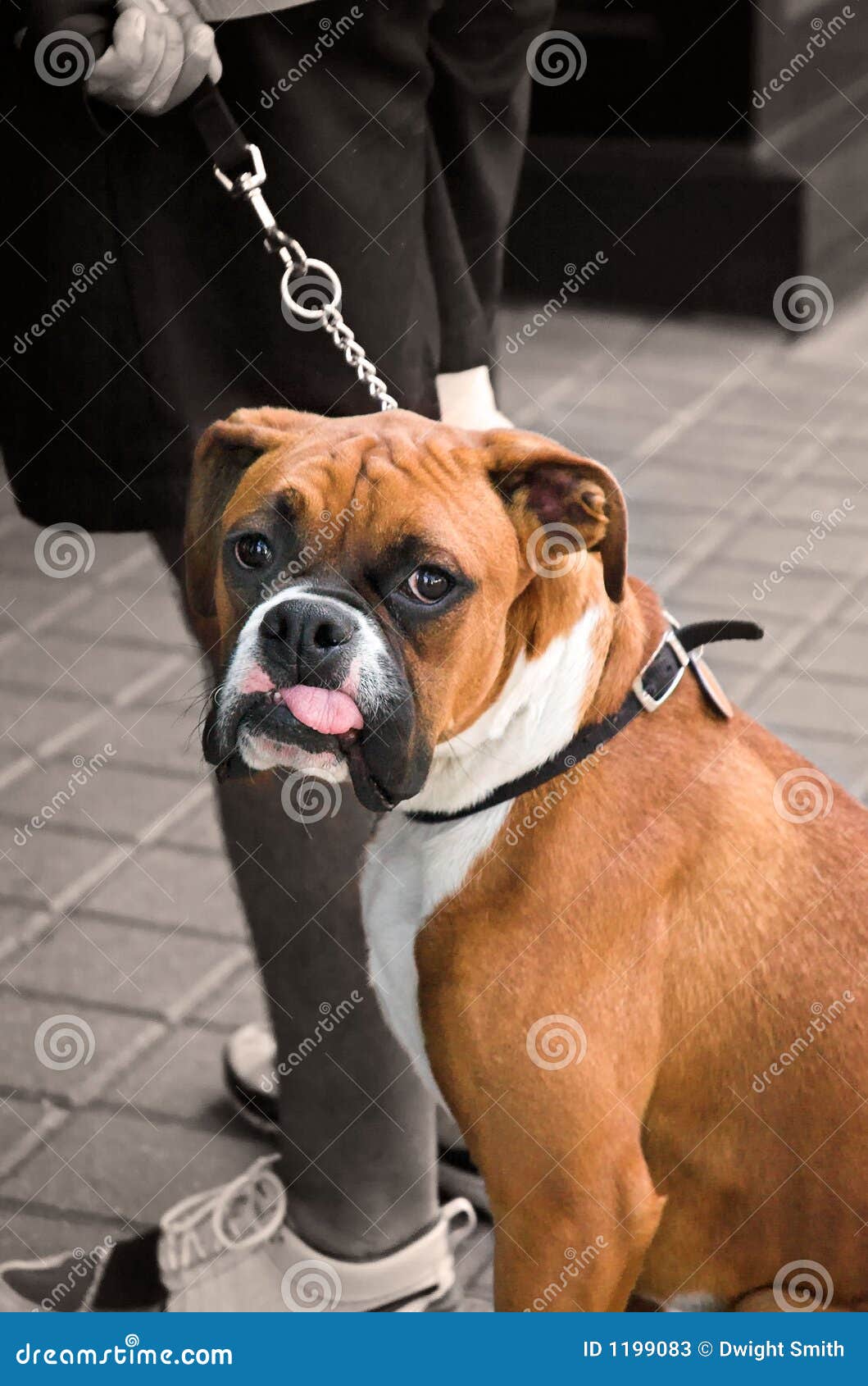 Cute Boxer Picture. Image: 1199083