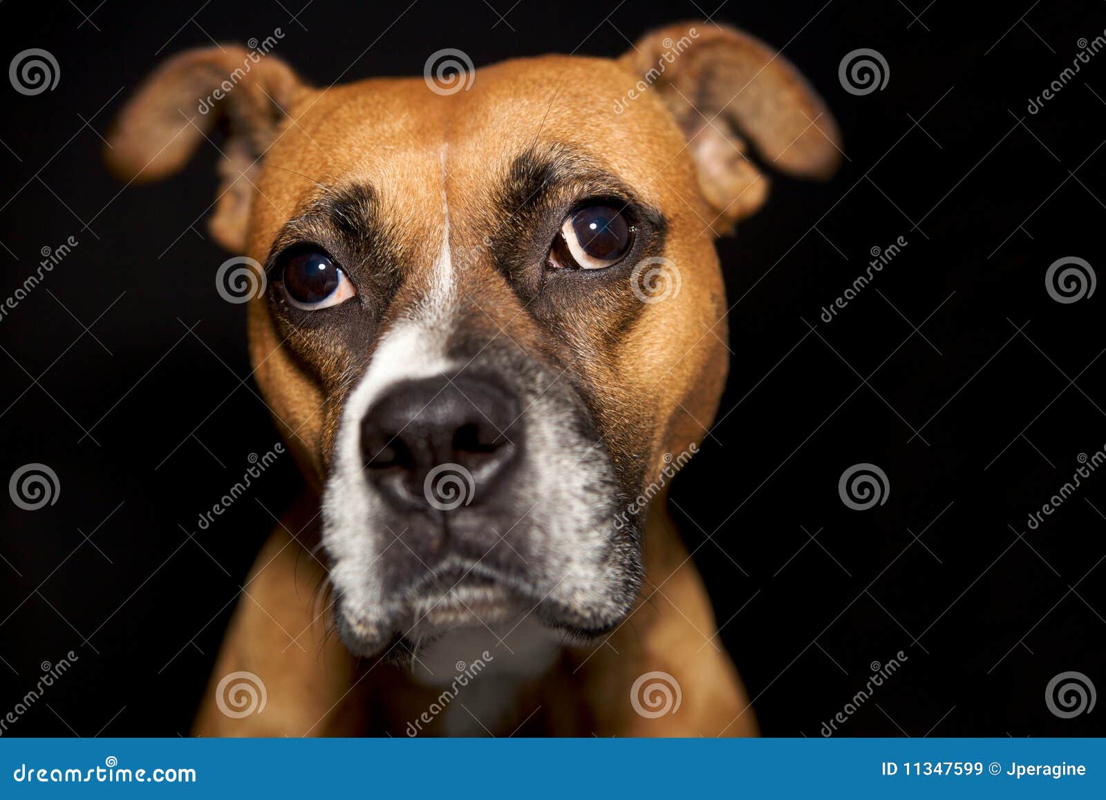 A Cute Boxer Making a Funny Face Stock Image - Image of eyed, caught ...