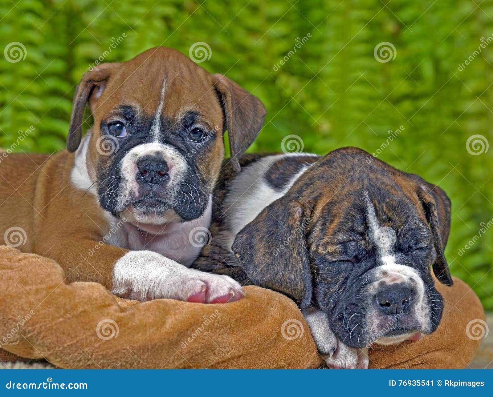 Cute Boxer puppies stock image. Image of affectionate - 76935541