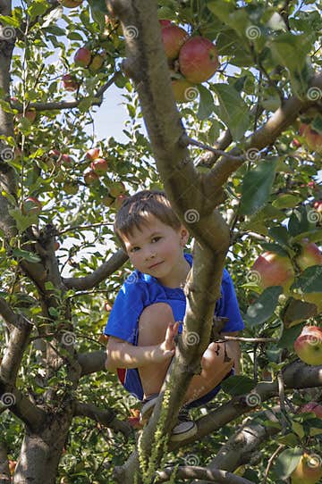 Child climbing apple tree stock photo. Image of healthy - 38789212