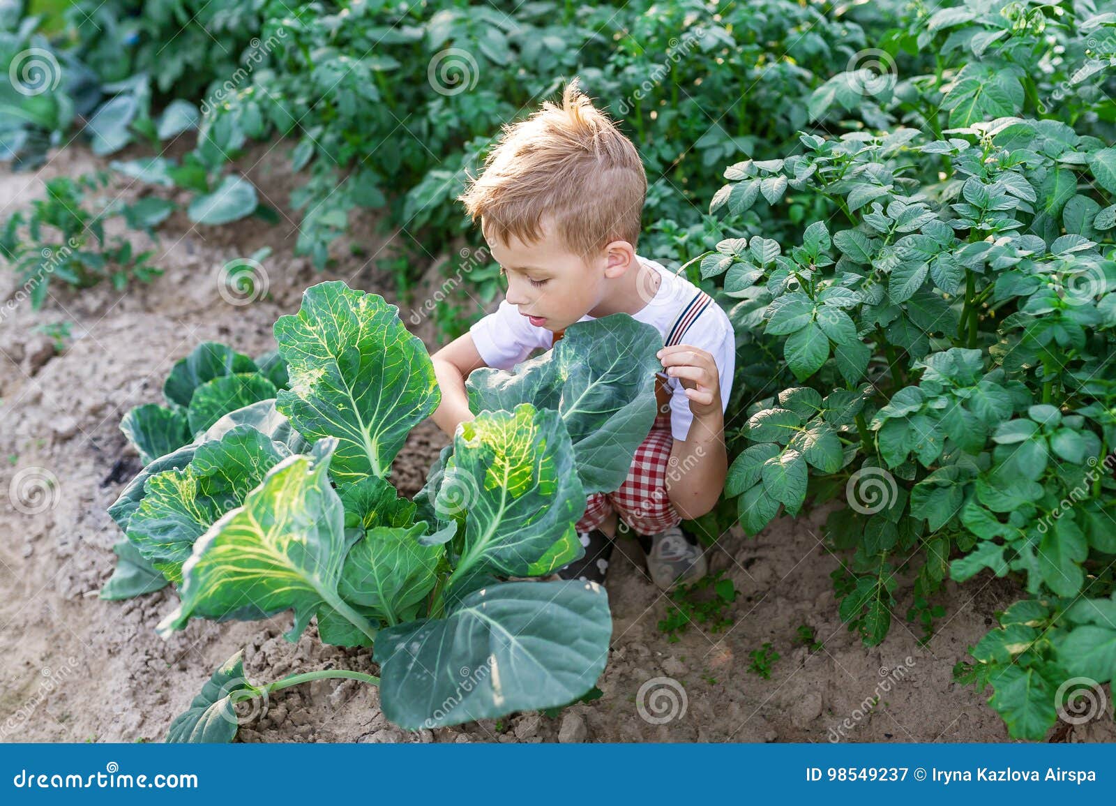Cute Boy with Cabbage in the Garden Stock Image - Image of child, fresh ...