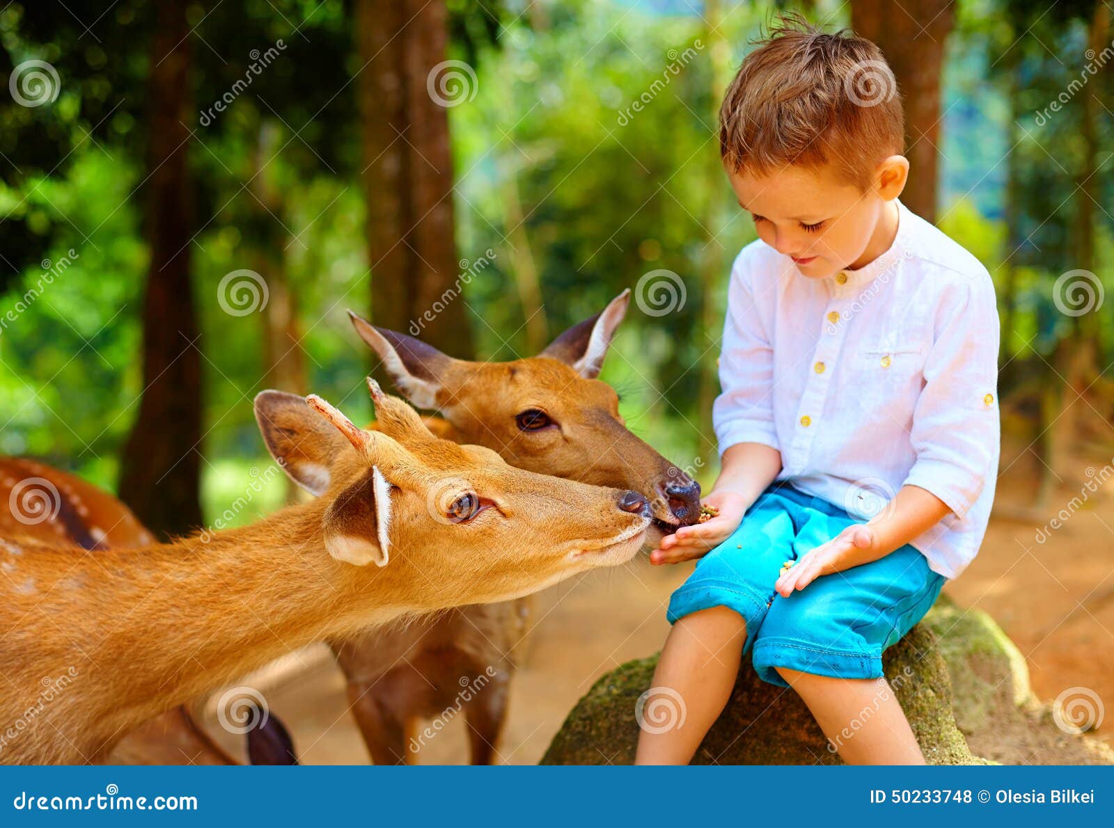 3,915 Cute Deers Stock Photos - Free & Royalty-Free Stock Photos from ...
