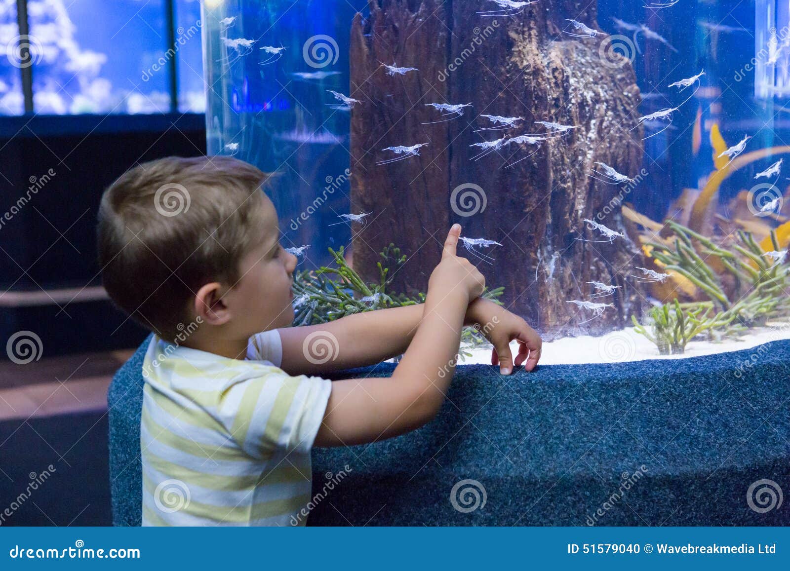 Cute Boy Looking at Fish Tank Stock Photo - Image of cheerful, biology ...
