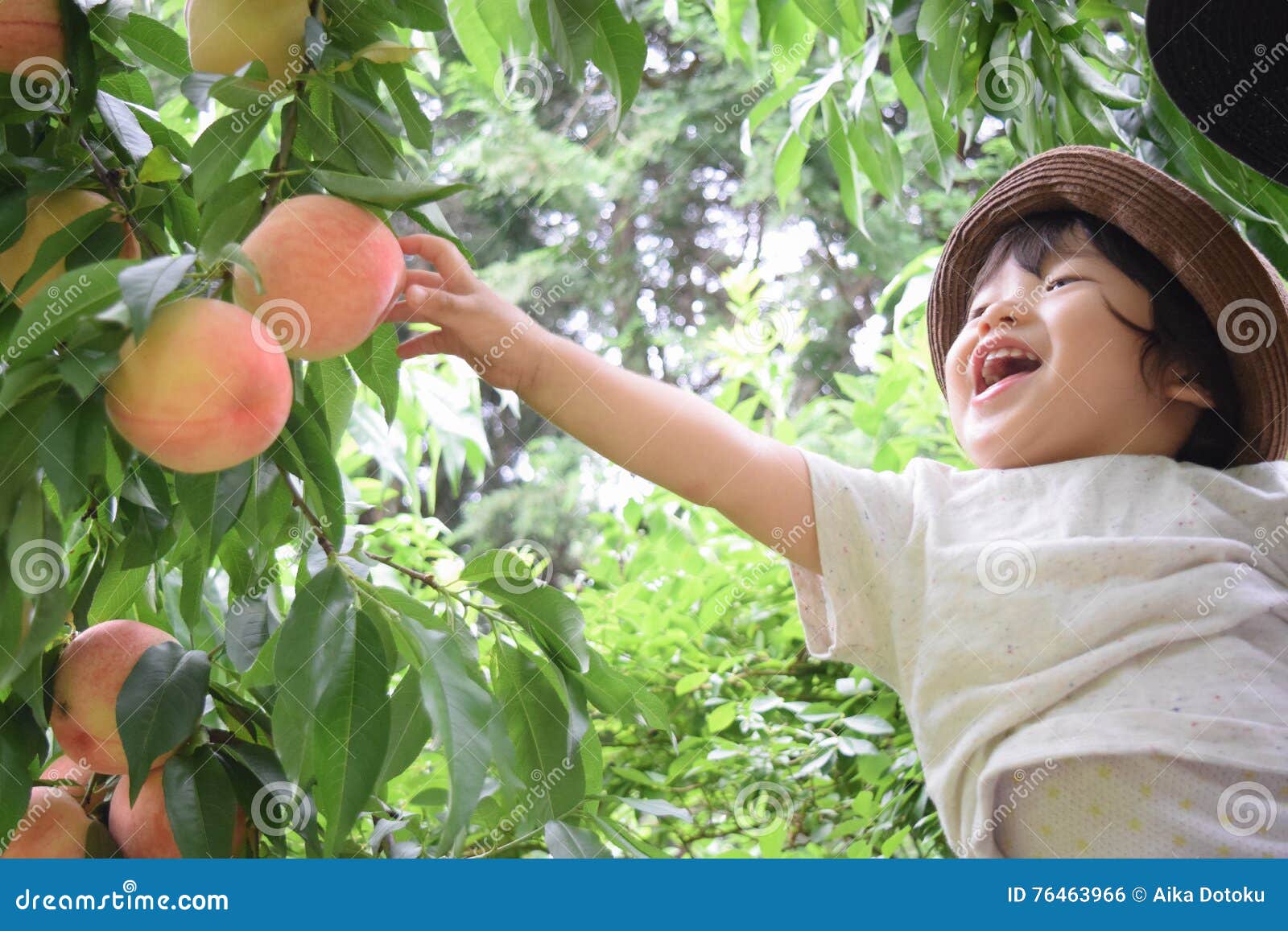 Cute Boy is Picking Fruits Which are Fresh Peaches Stock Photo - Image ...