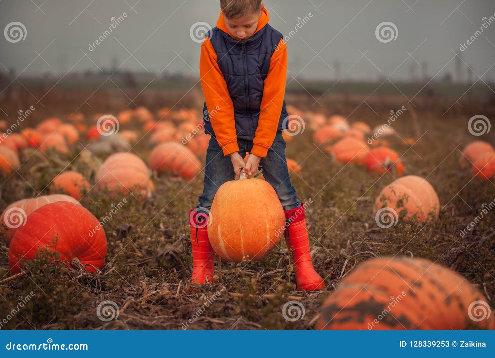 Cute Boy Picking Out a Pumpkin at Pumpkin Field at Fall. Stock Image ...