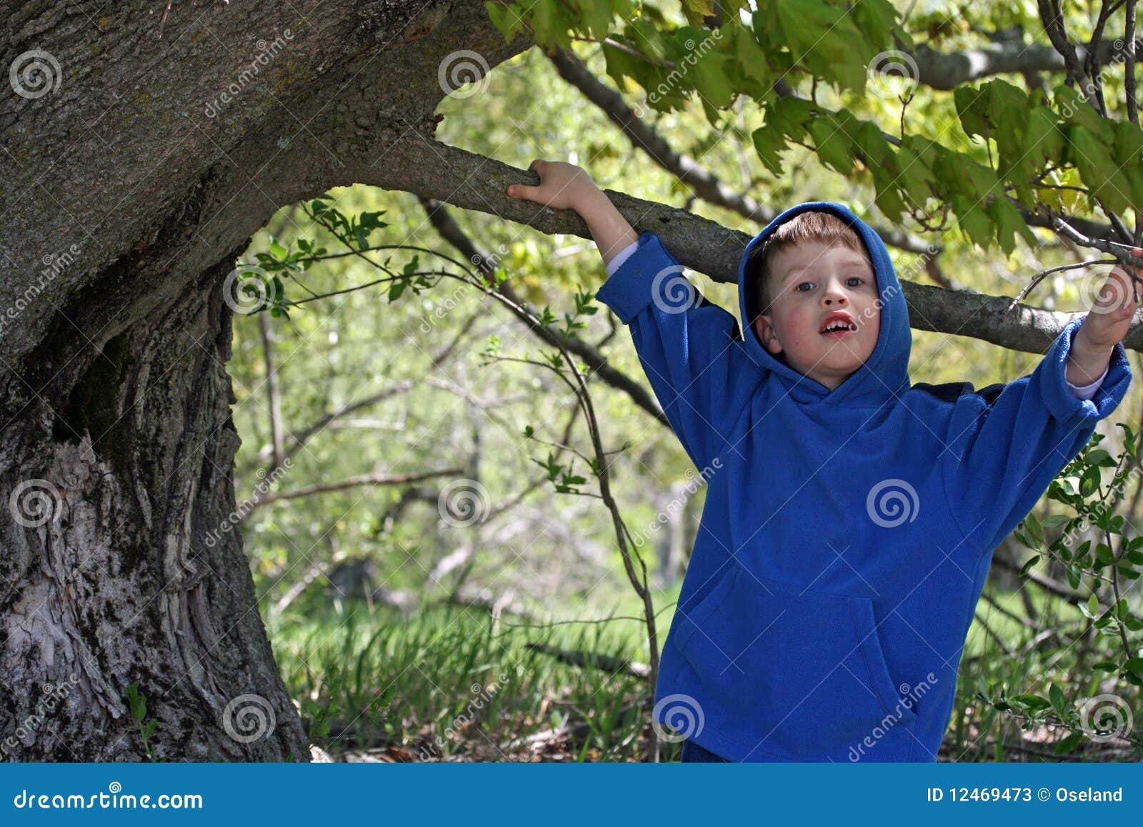 Cute Boy and Tree stock image. Image of spring, branch - 12469473