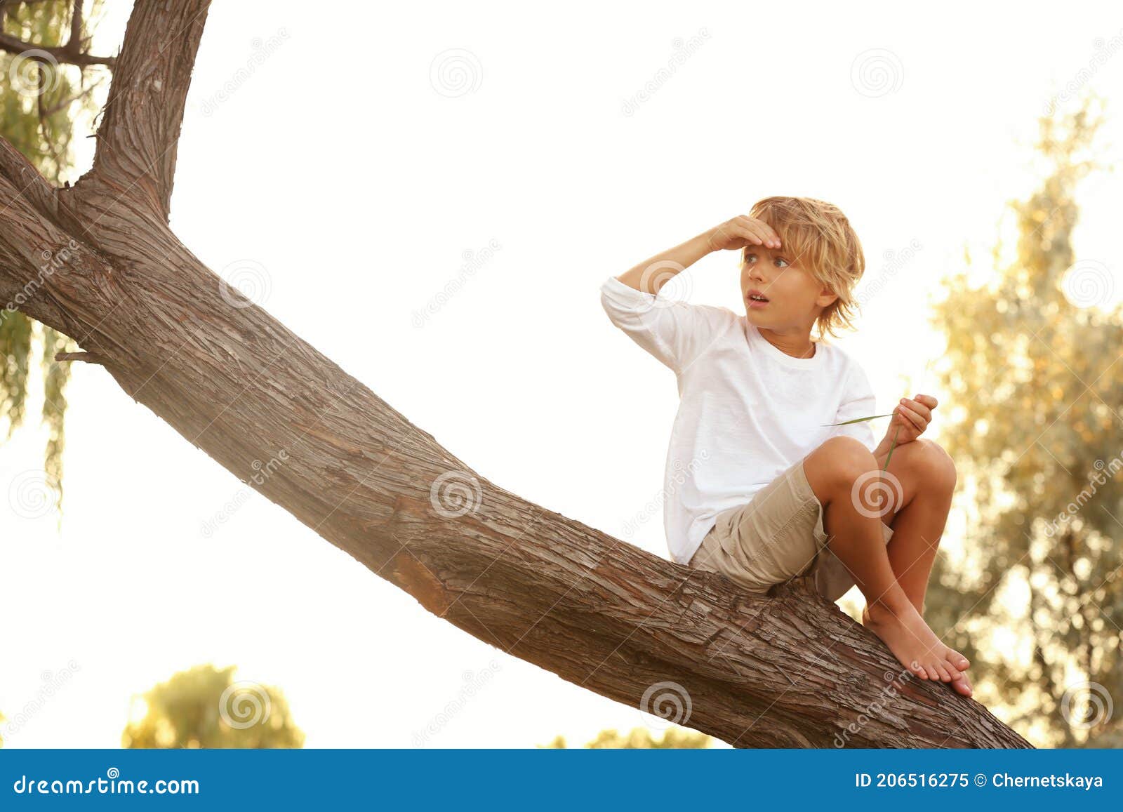 Cute Little Boy on Tree Outdoors. Child Spending Time in Nature Stock ...