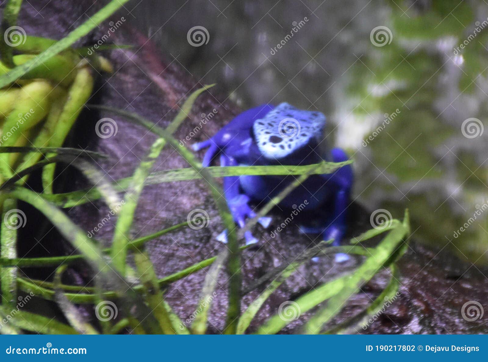 Cute Bright Blue Tree Frog in a Rainforest Stock Photo - Image of tree ...