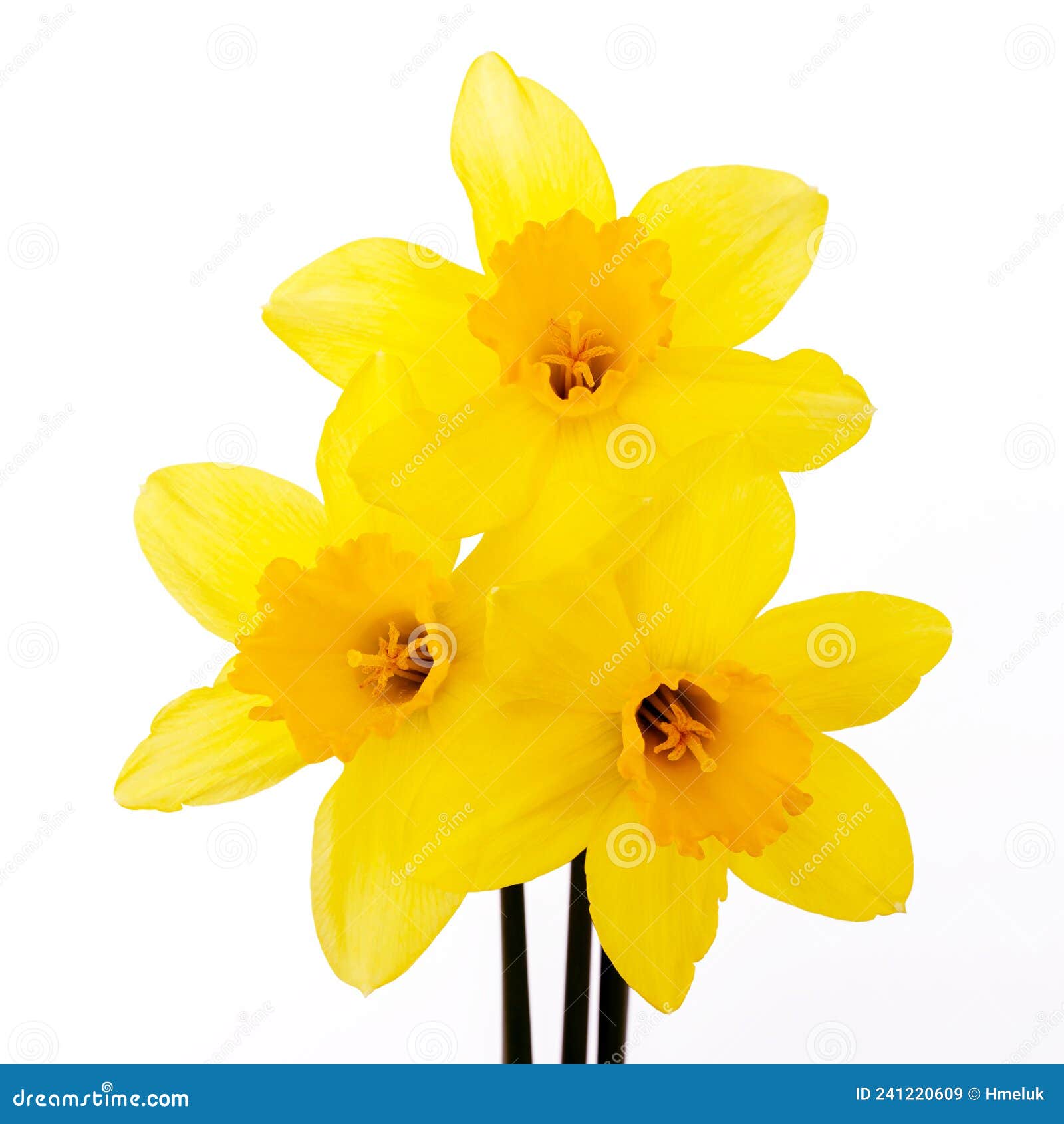 Cute Bright Yellow Daffodils Stock Image - Image of holiday, closeup ...