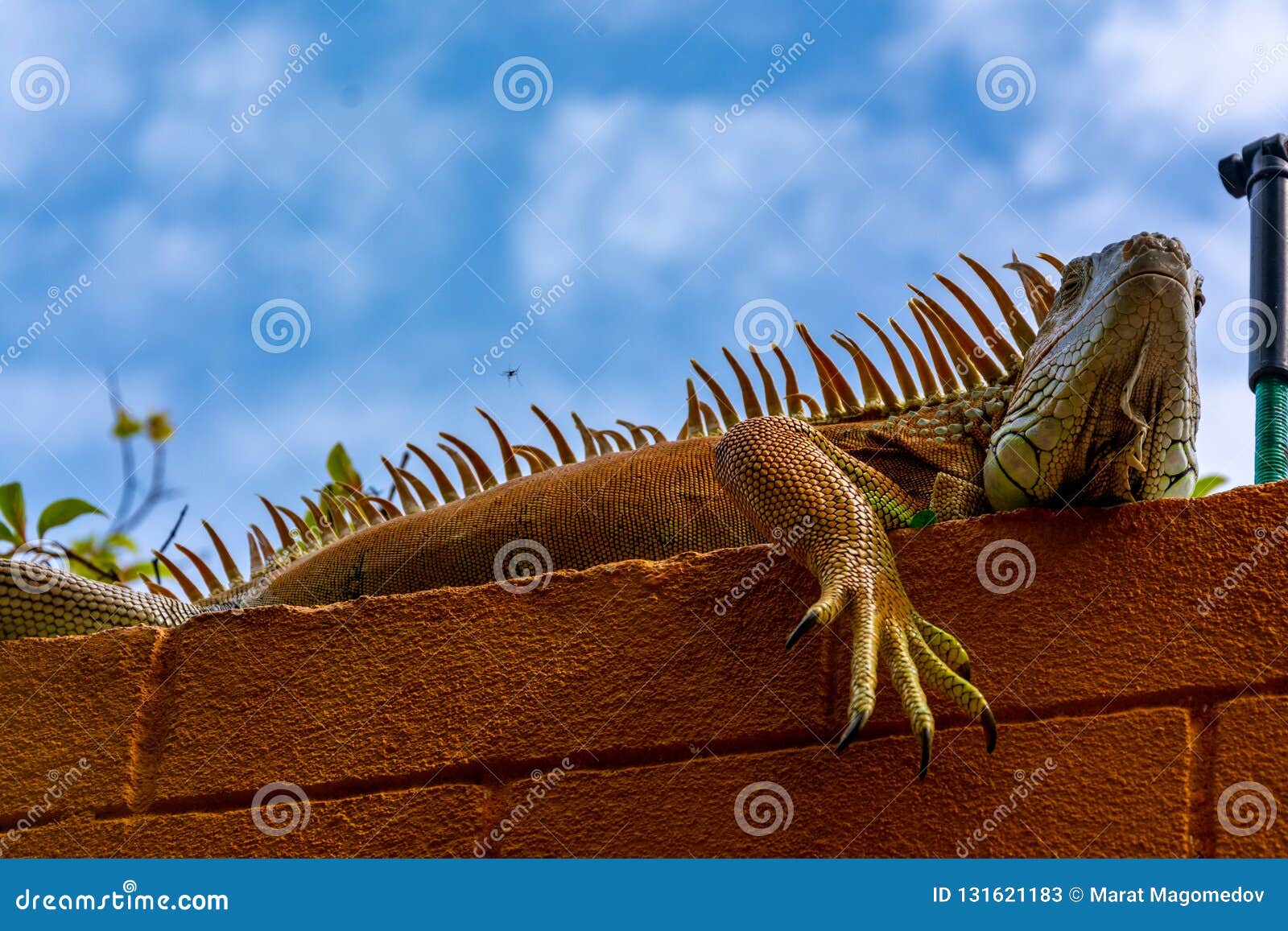 Obstinate animal. lizard. stock image. Image of clean - 131621183
