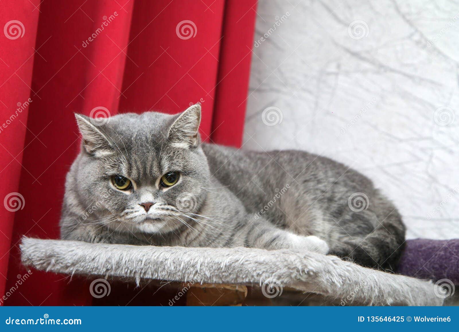 Grumpy British Cat Is Sitting On The Floor Stock Image | CartoonDealer ...