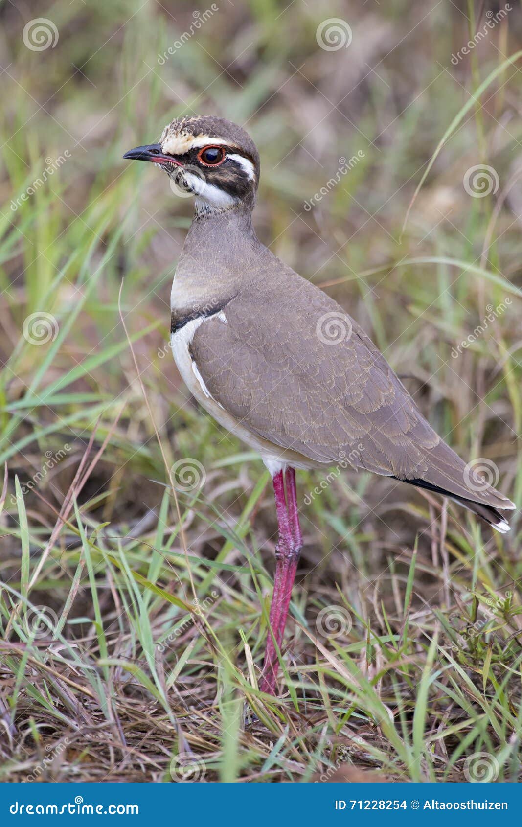 Cute Bronze-winged Courser Standing in Green Grass Stock Photo - Image ...