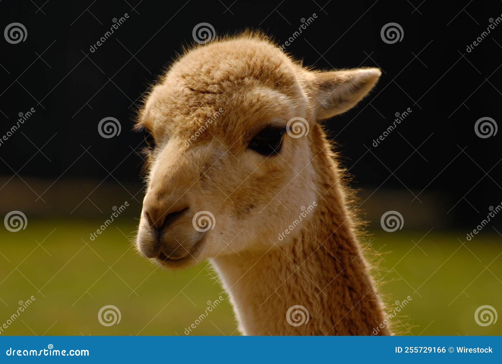 Cute, Brown Baby Lama in Outdoors, Close-up Stock Photo - Image of ...
