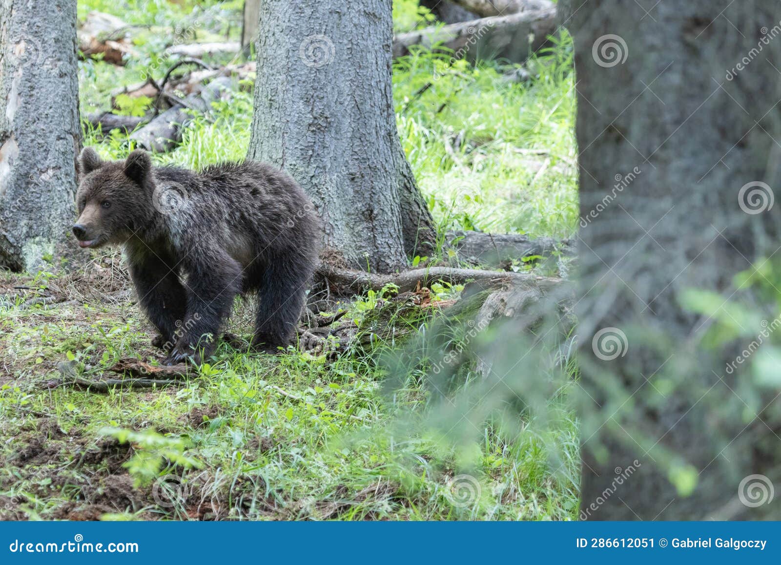 Cute Brown Bear in the Spruce Forest Sniffing the Air Stock Image ...