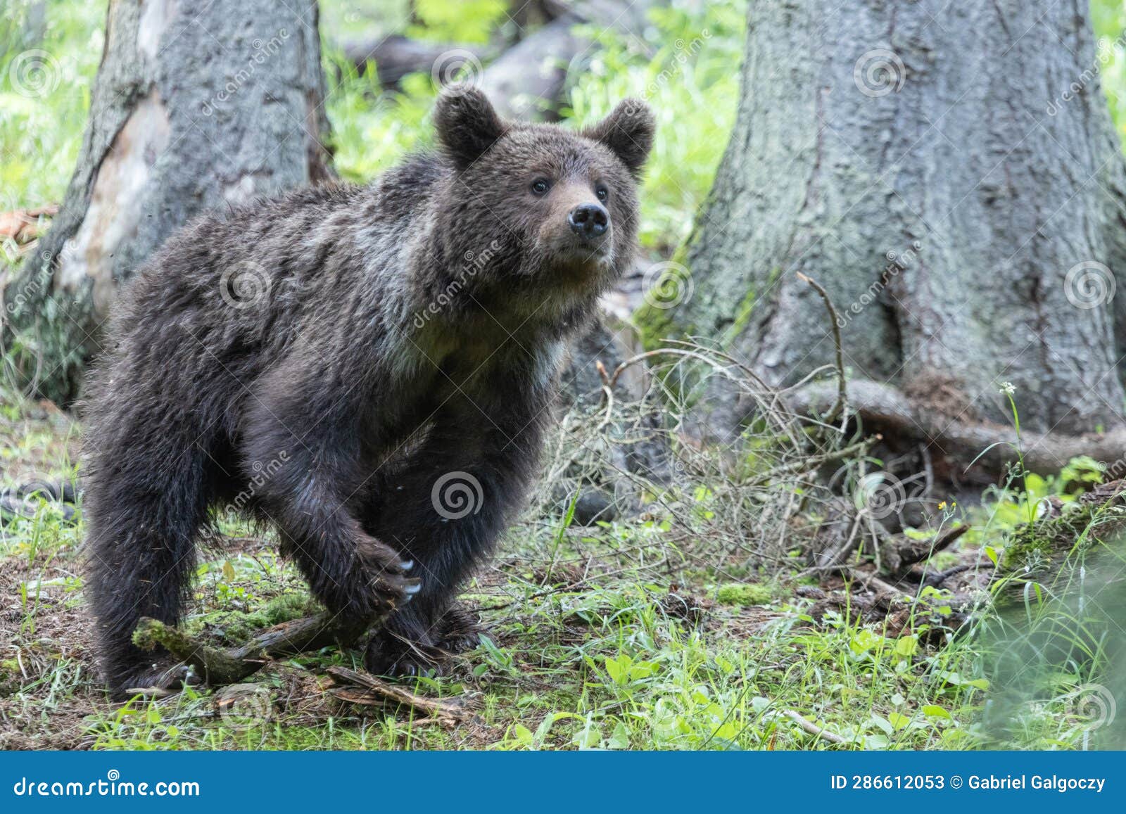 Cute Brown Bear in the Spruce Forest Sniffing the Air Stock Image ...