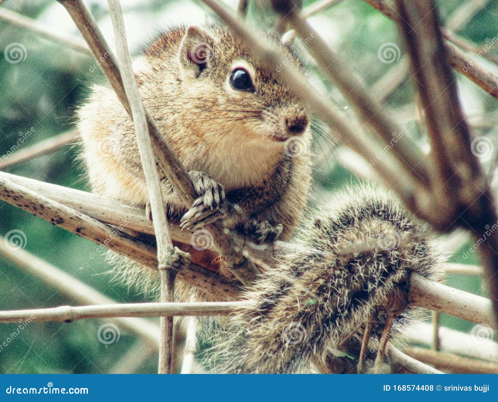 Cute Brown Beautiful Squirrel Watch the Nature Stock Photo - Image of ...