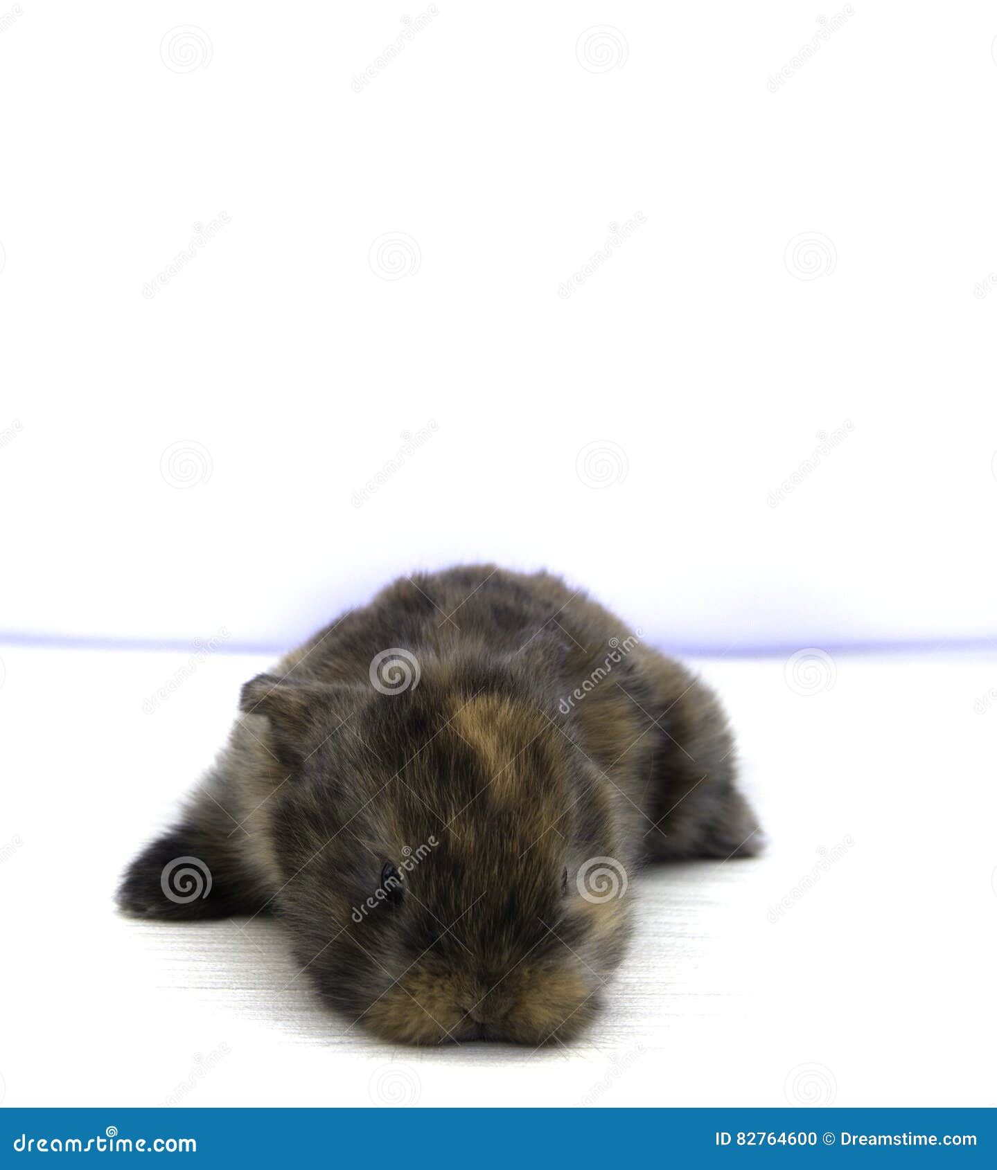 Cute Brown Black Bunny Lying Stock Photo - Image of petting, farmpet ...