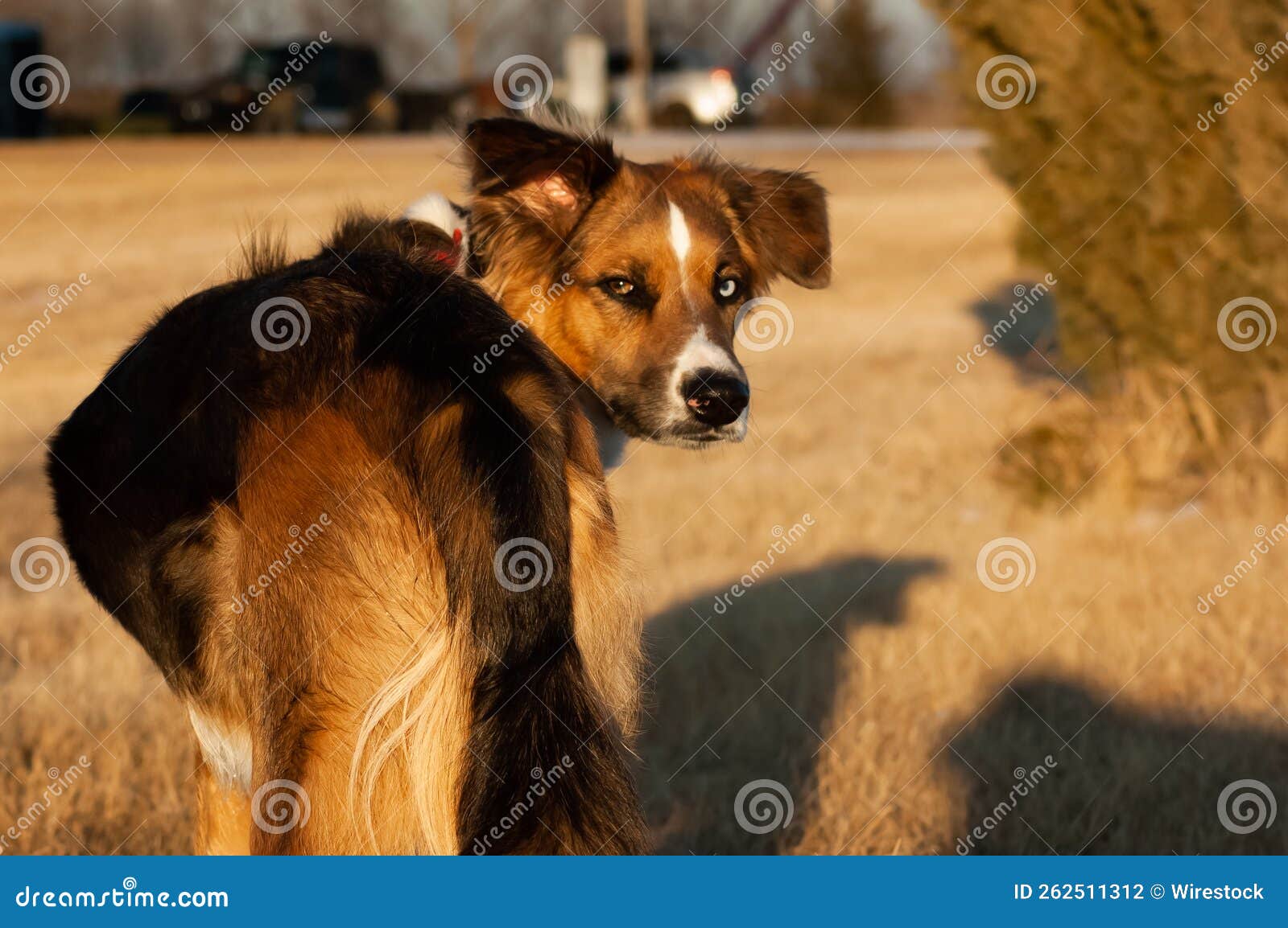 Cute Brown and Black Dog Turned Around while Walking and Looking into ...