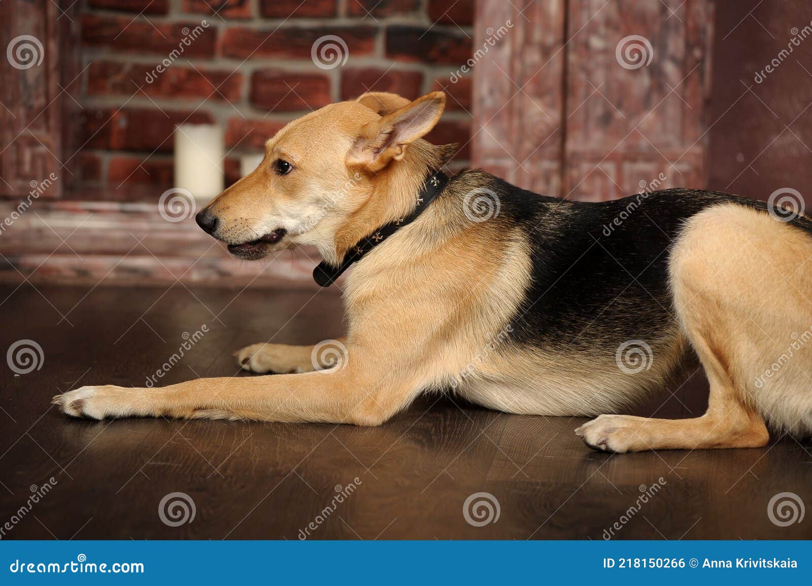 Cute Brown and Black Mongrel Dog in Studio Stock Photo - Image of close ...