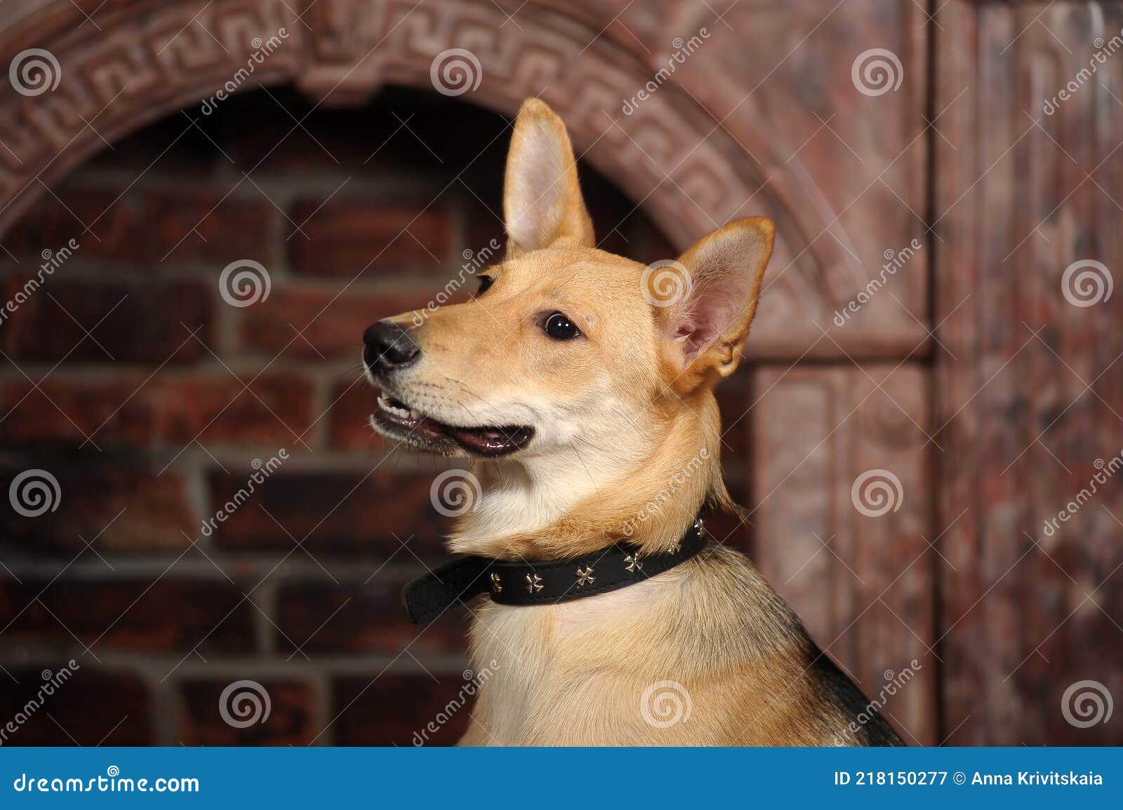 Cute Brown and Black Mongrel Dog in Studio Stock Image - Image of ...