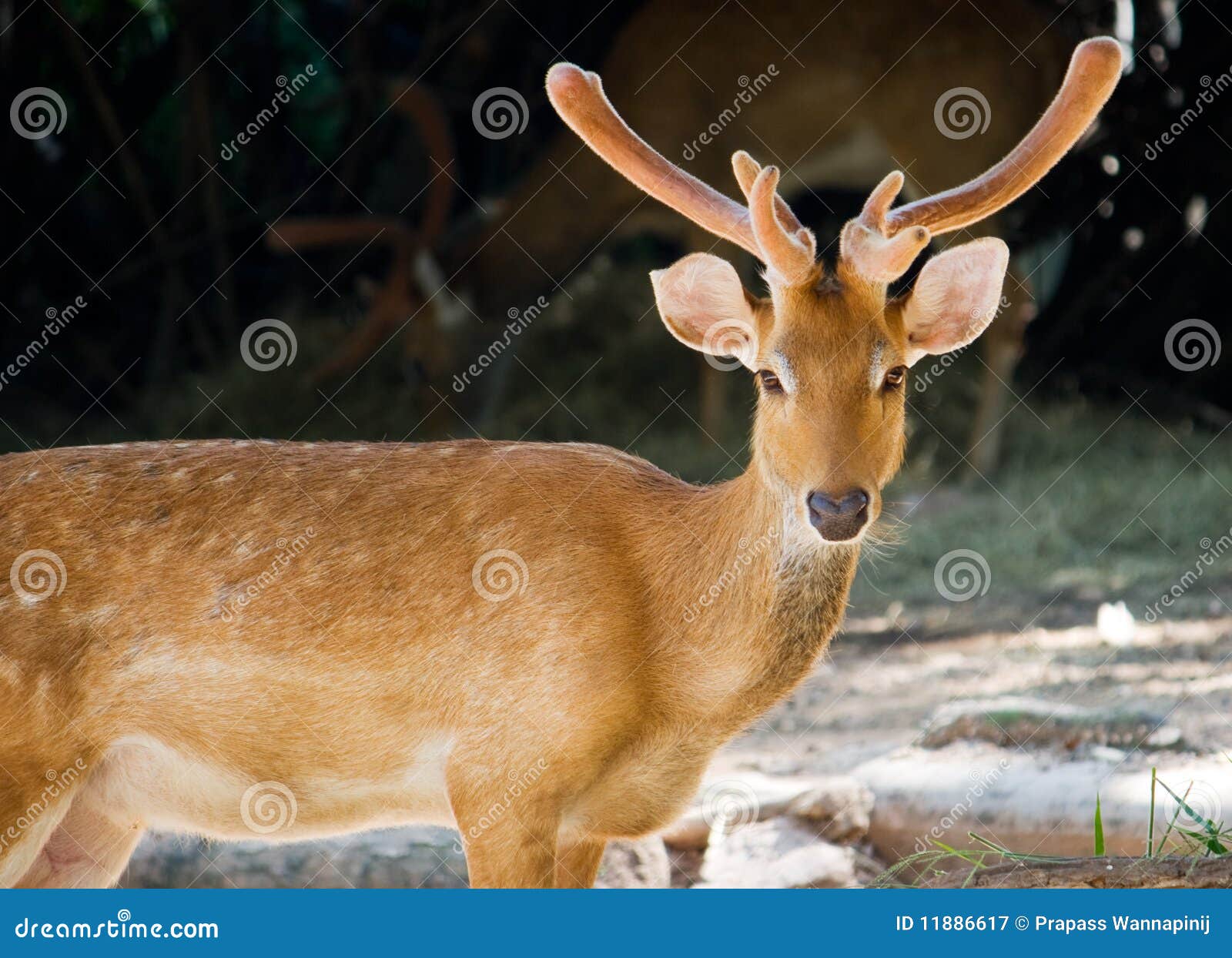 Cute brown buck (deer) stock image. Image of mammal, male - 11886617