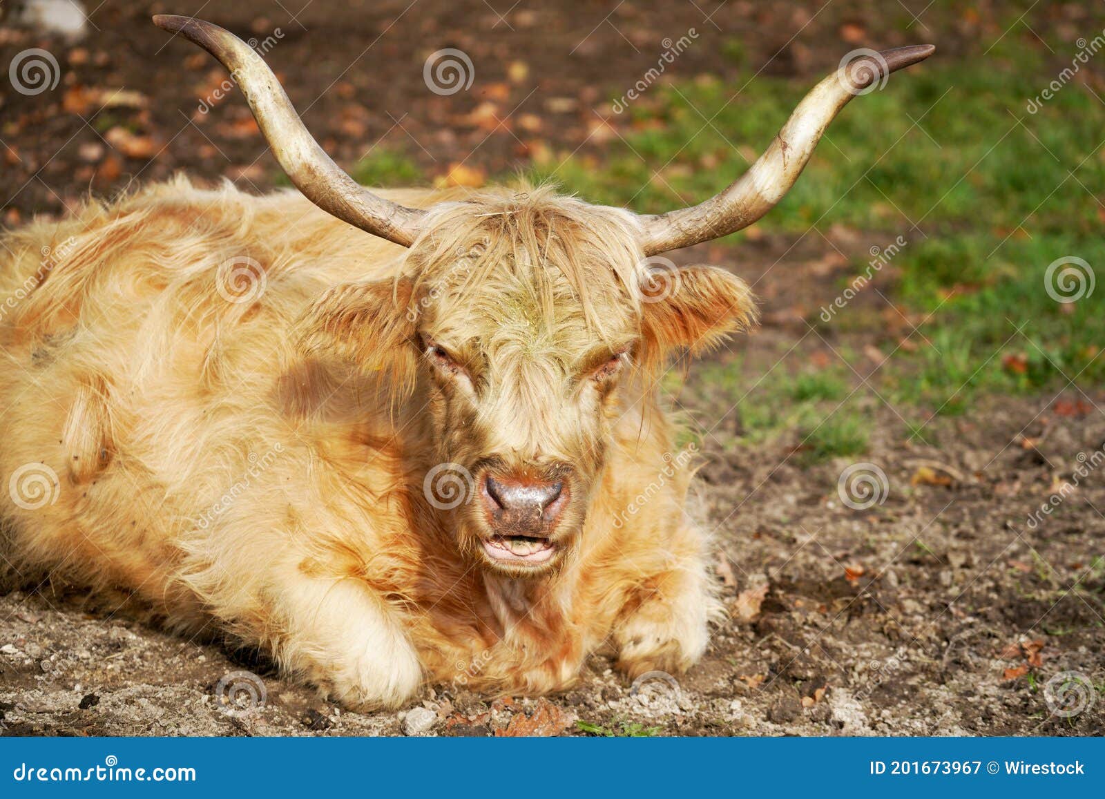 Cute Brown Bull Lying in a Pasture Stock Image - Image of farm, scene ...