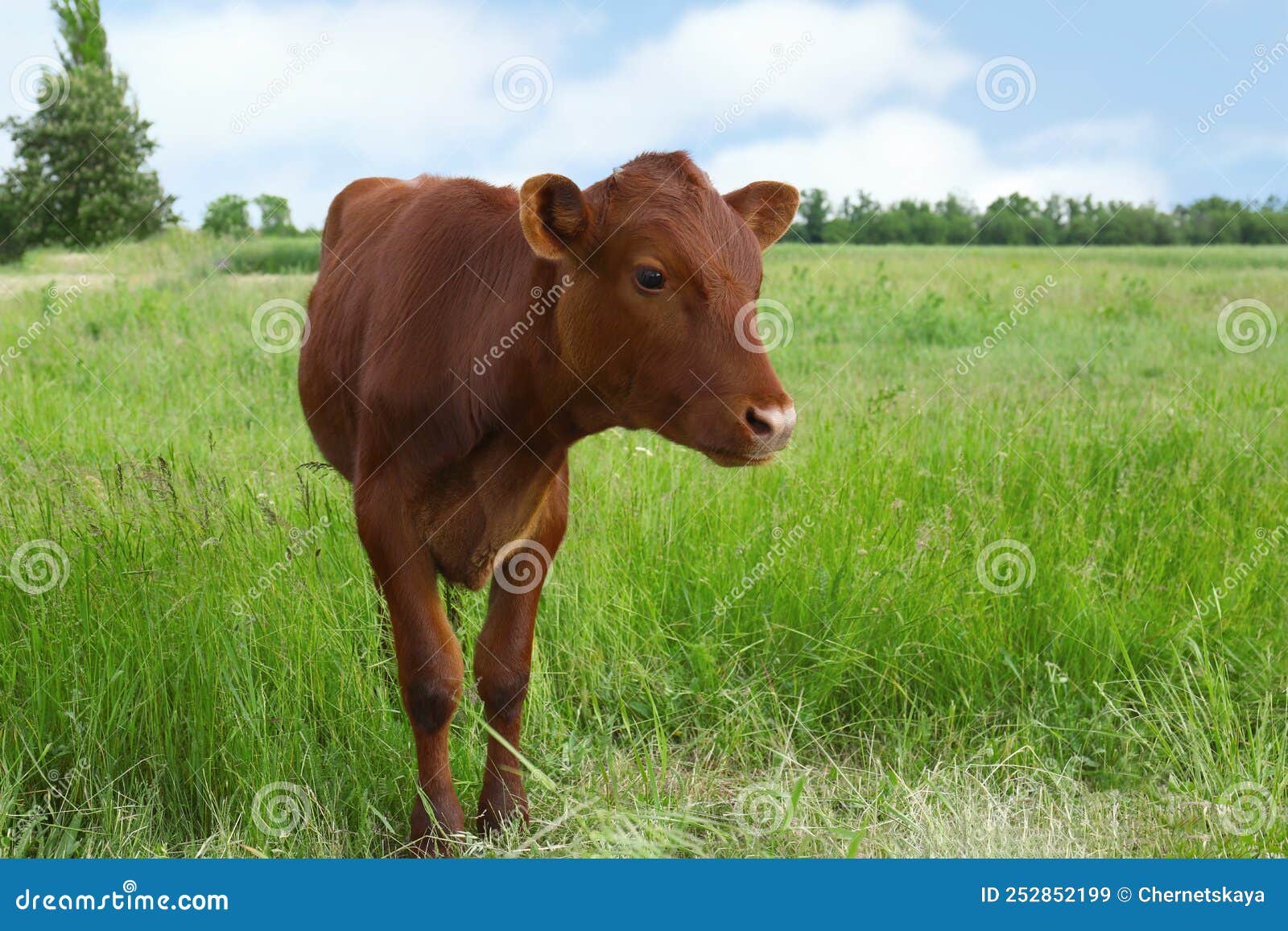 Cute Brown Calf on Beautiful Green Pasture Stock Image - Image of breed ...