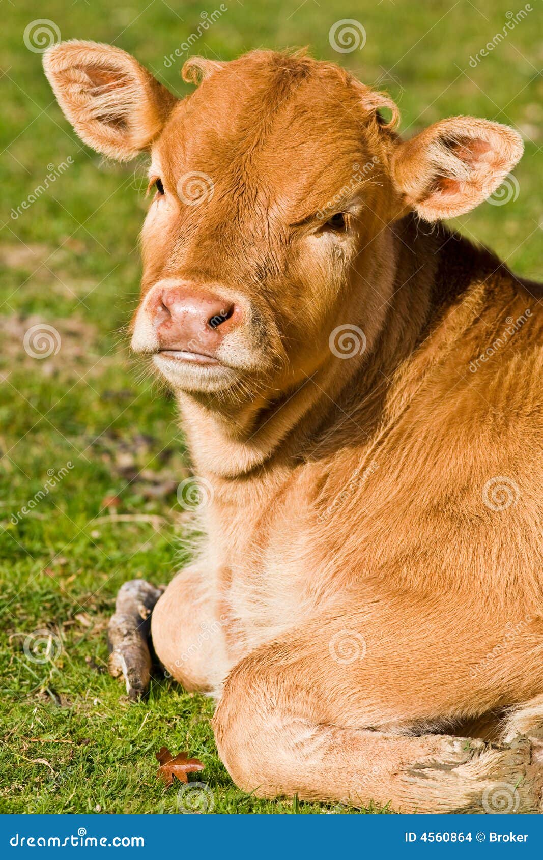 Cute Brown Calf