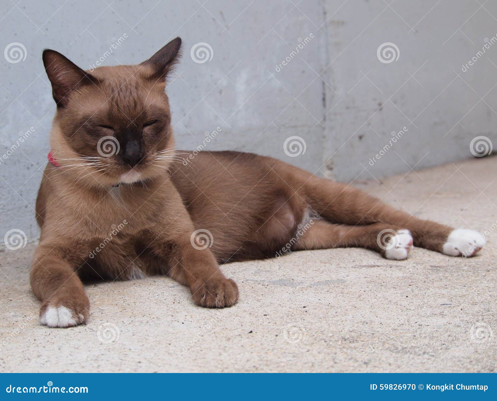 Cute Brown Cat Lay Down and Staring To Something Stock Photo - Image of ...