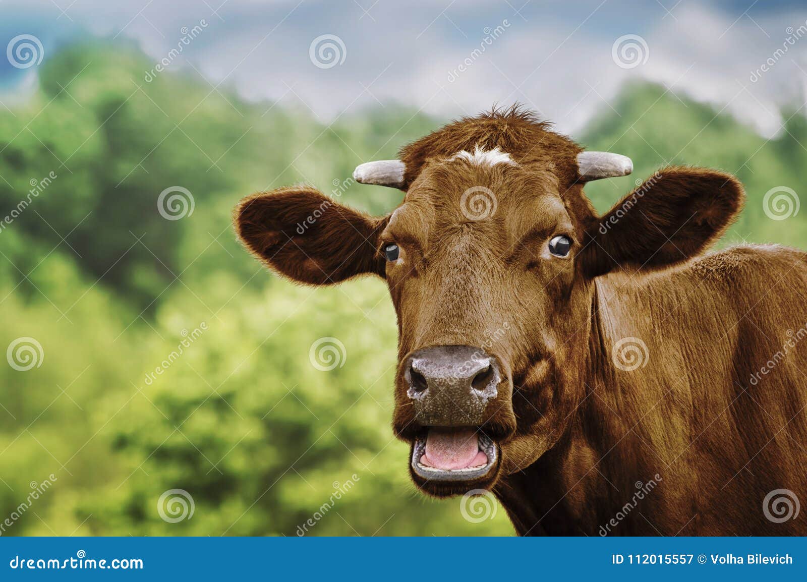 Cute Caw in the Farm. Selective Focus Stock Image - Image of ...