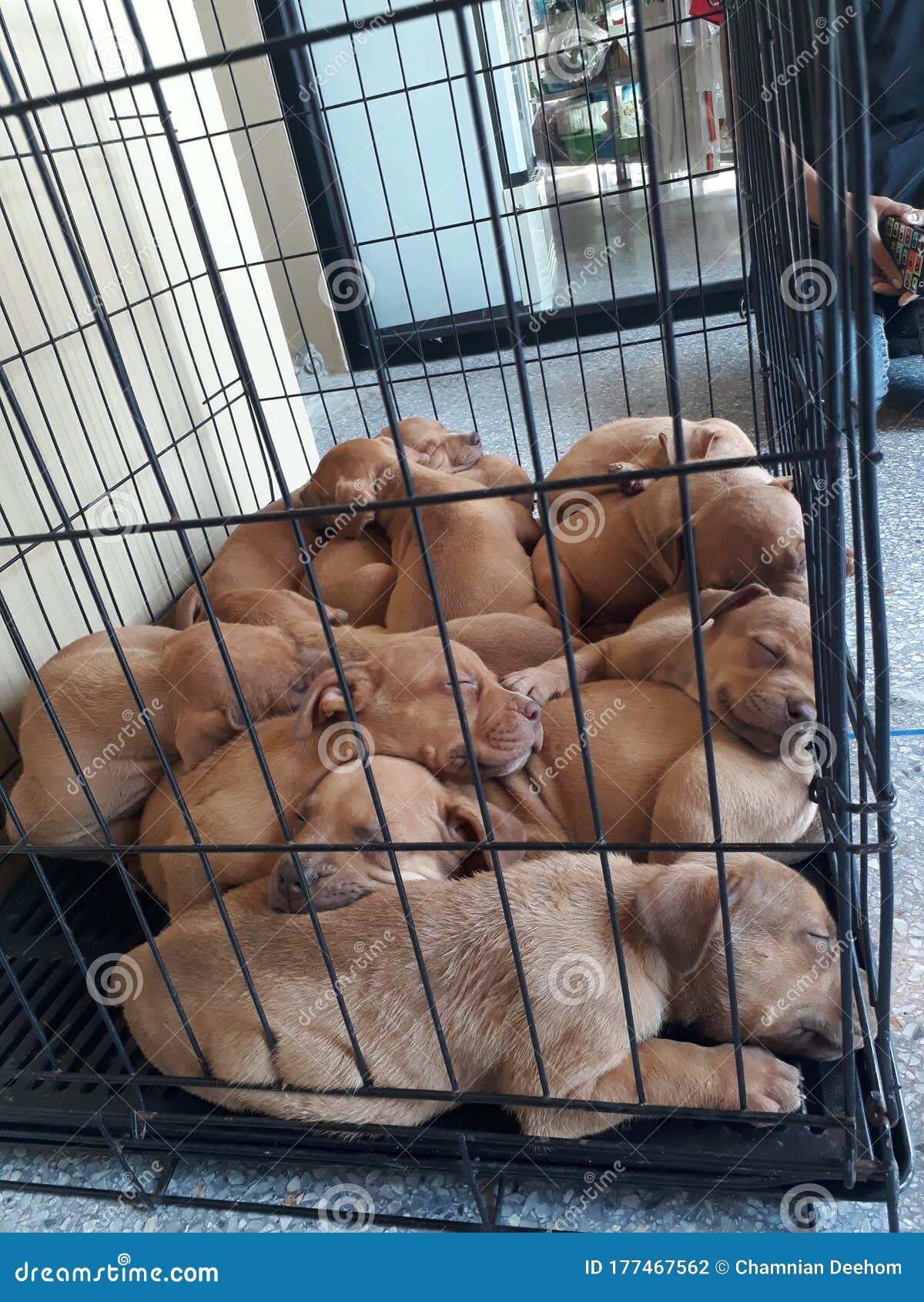 So Cute Brown Dog Puppies , in One Crowded Cage Stock Photo - Image of ...