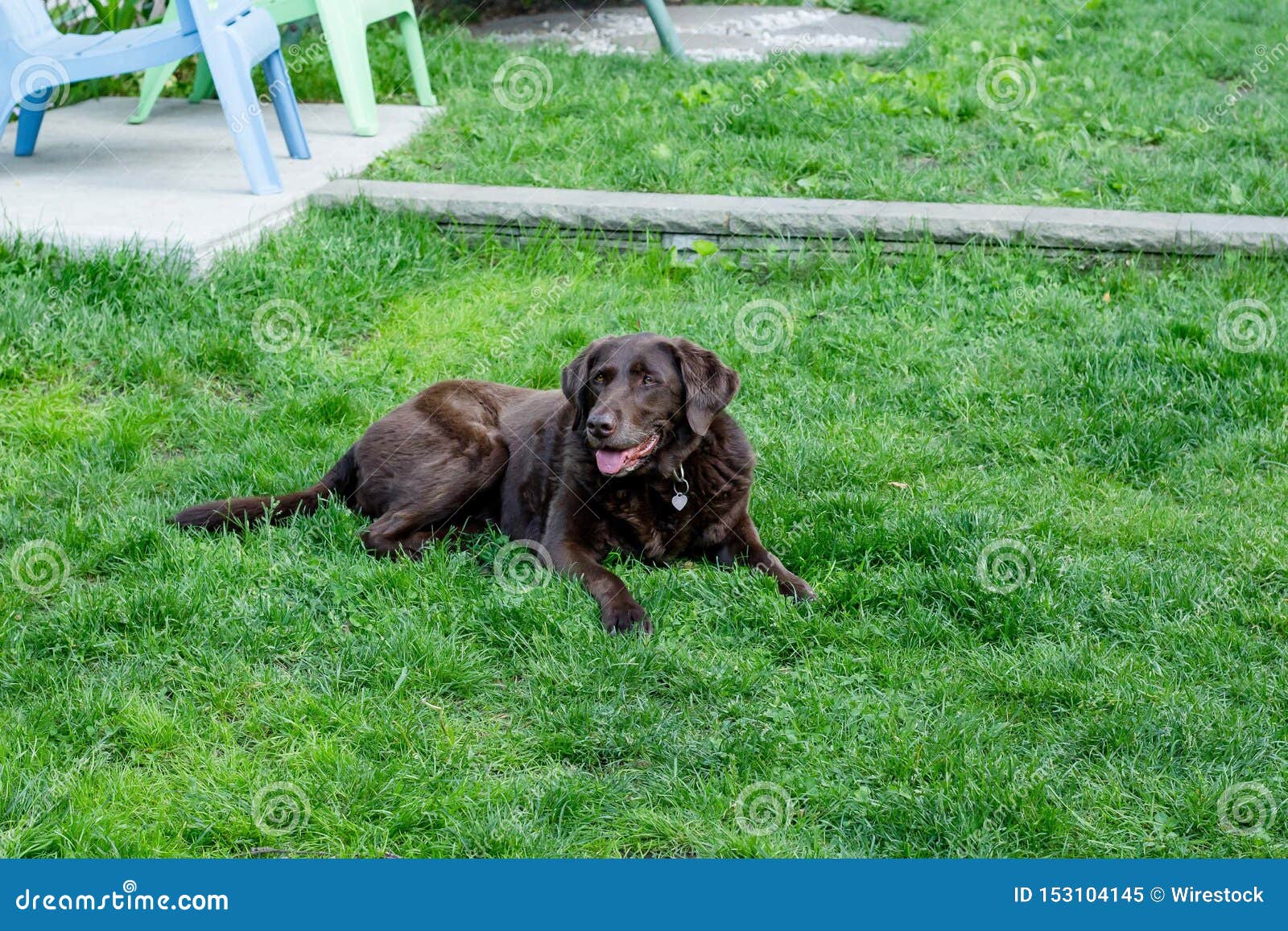 Cute Brown Dog Sitting on the Grass in a Backyard Stock Image - Image ...