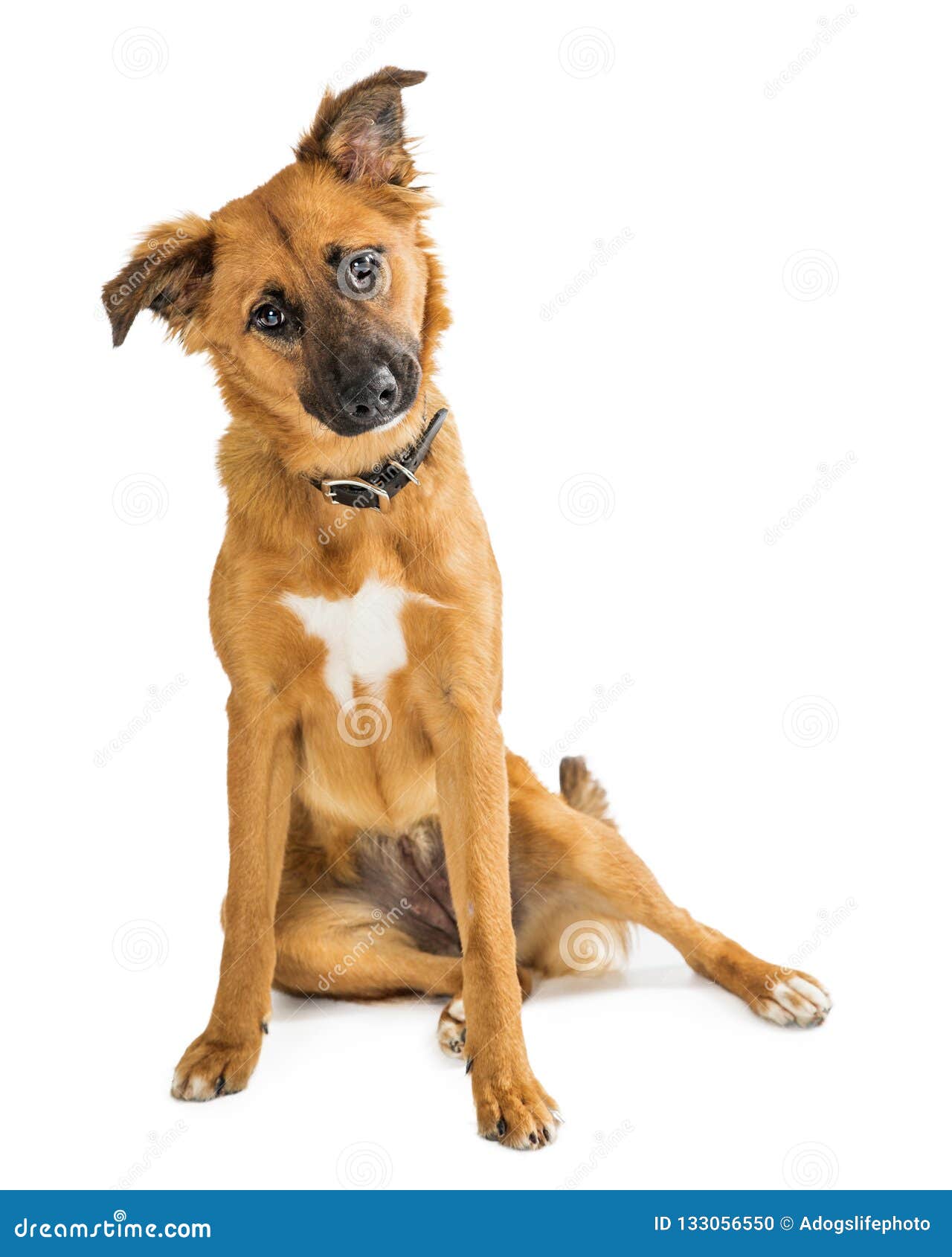Cute Brown Dog Sitting Tilting Head Stock Photo - Image of white ...