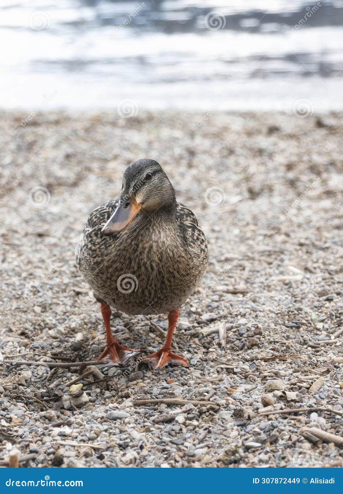 Cute Duck Full Body Portrait Stock Image - Image of ducks, full: 307872449