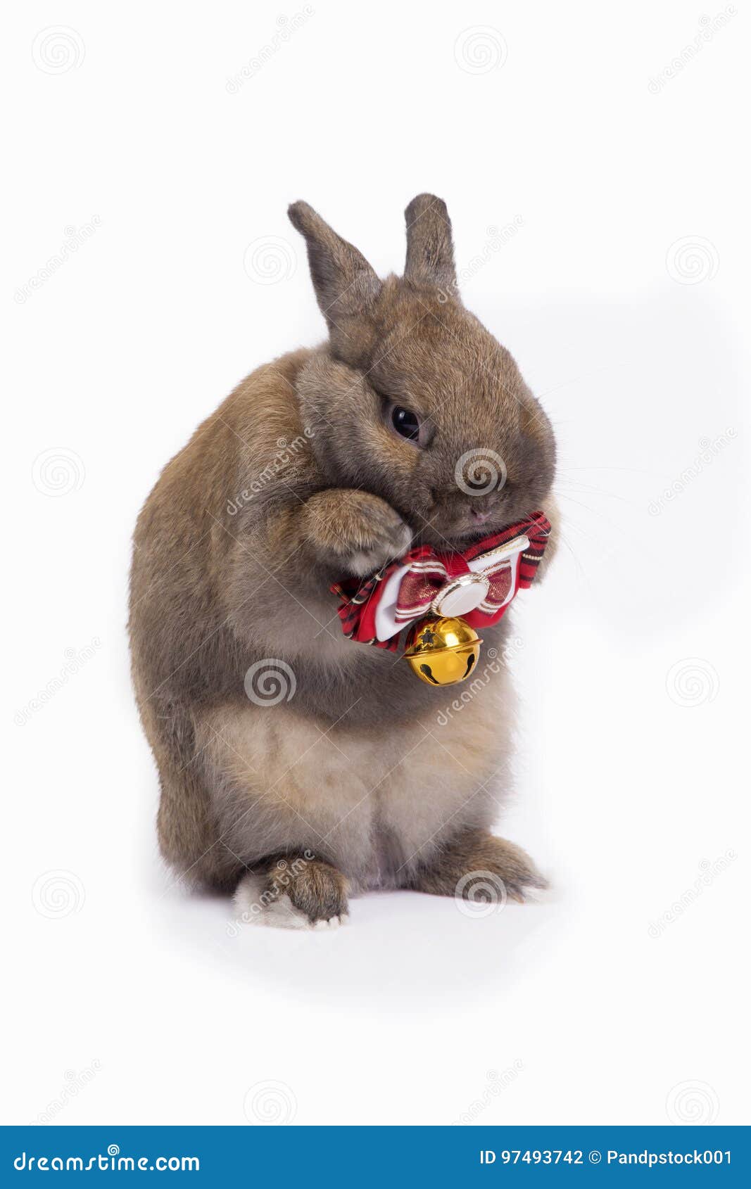 Cute Brown Dwarf Rabbit is Dressing Red Necktie. Stock Photo - Image of ...