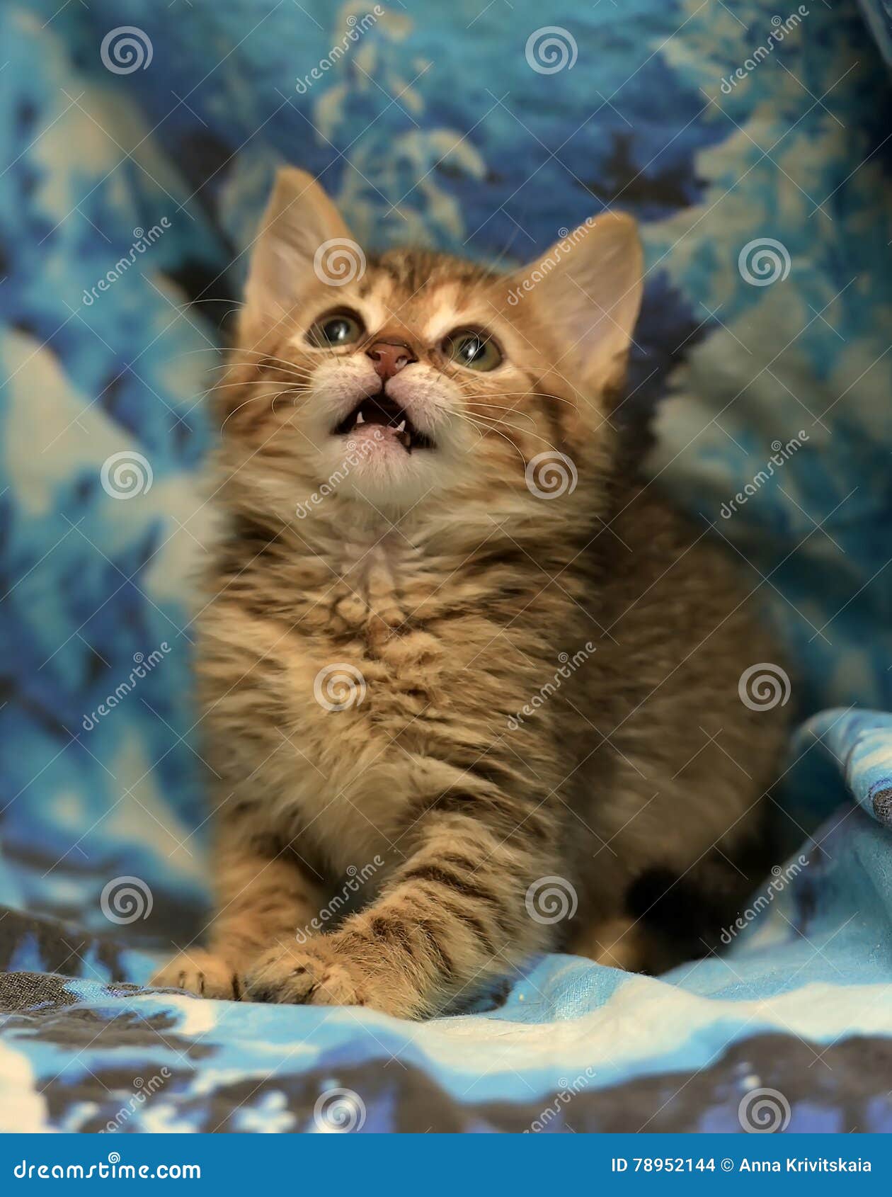 Cute brown fluffy kitten stock photo. Image of isolated - 78952144