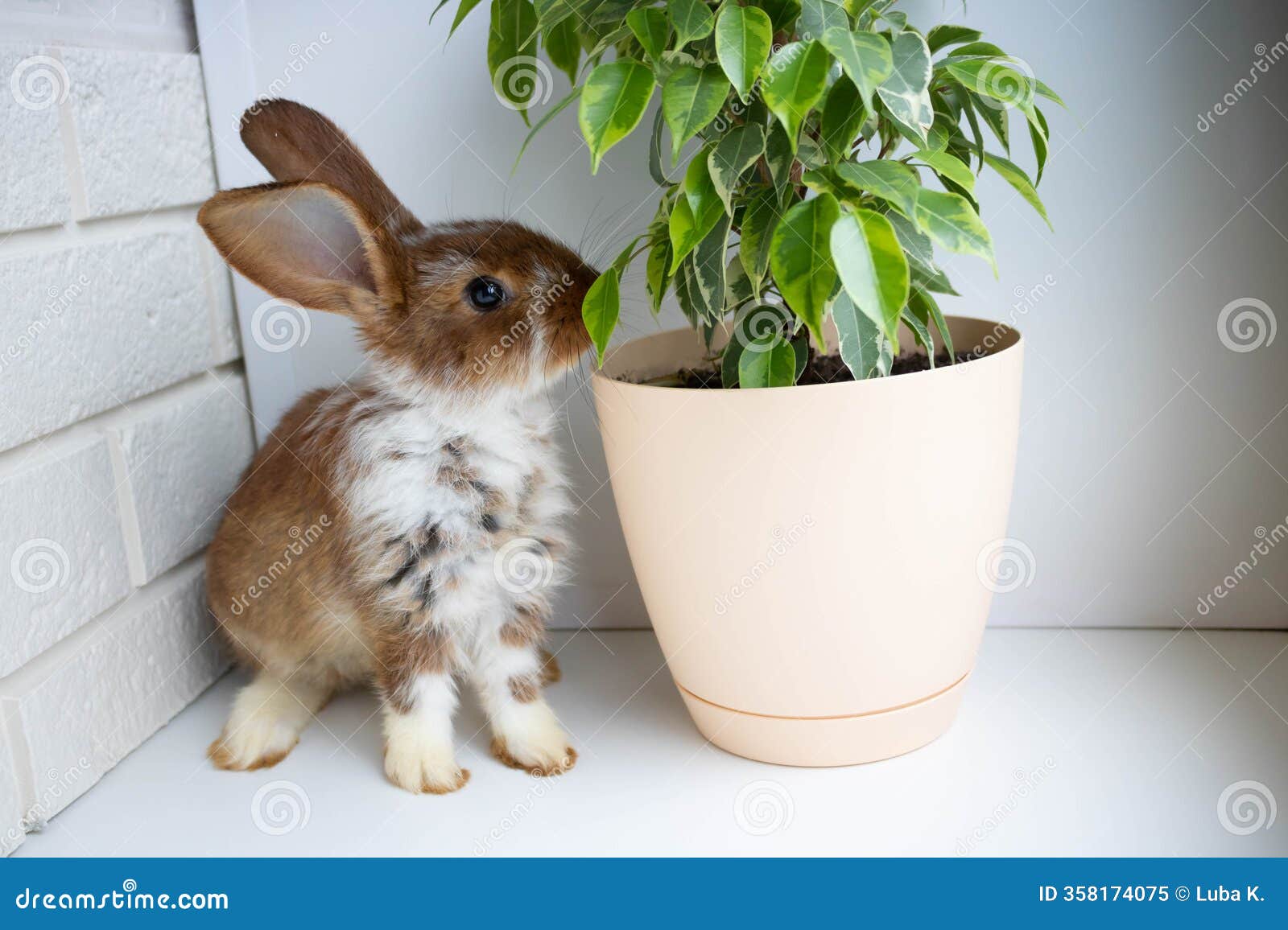 A Cute Brown Fluffy Rabbit on a White Background Sits Near a Pot of ...