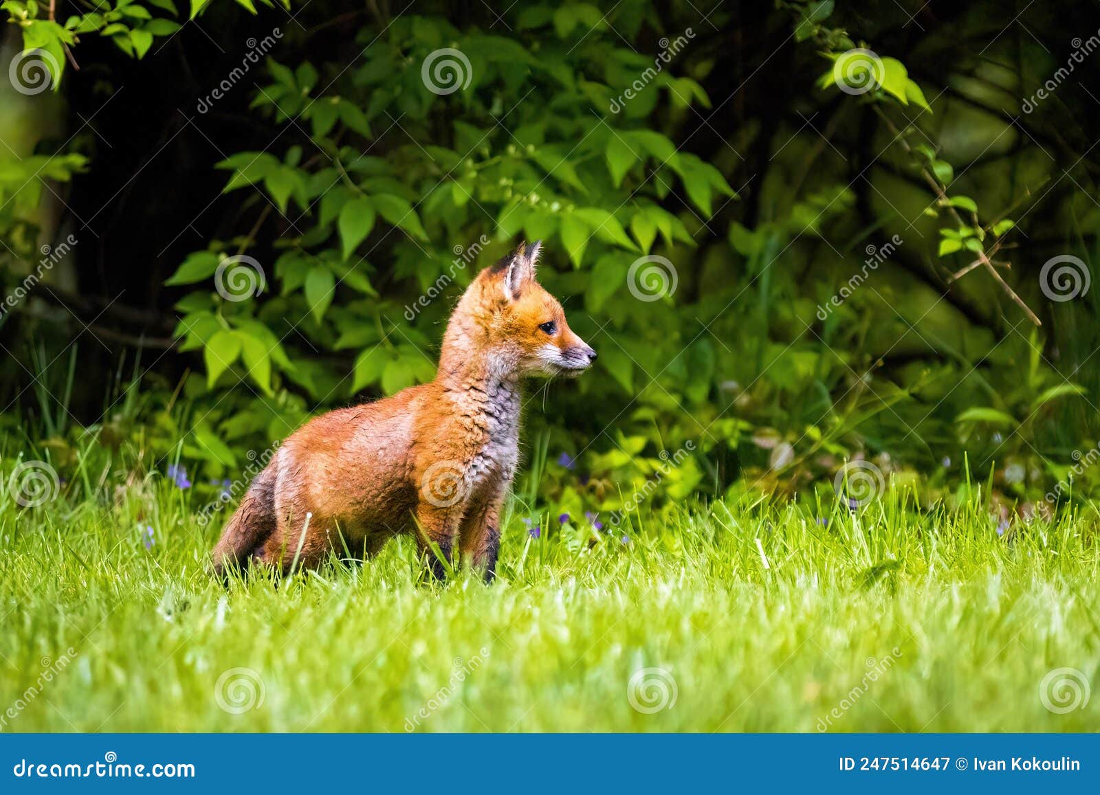 Cute Brown Fox Pup Close Up Portrait in the Wild Forest Stock Image ...