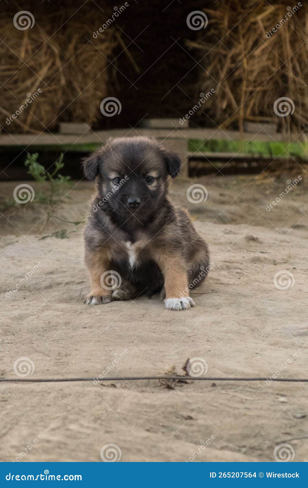Cute Brown German Shepherd Puppy Stock Photo - Image of romania, canine ...