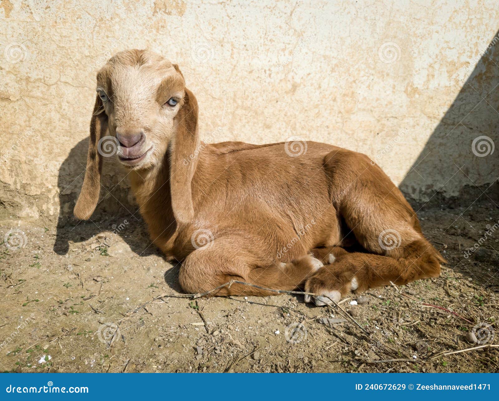 Cute Brown Goat Kid Sitting on Grass. Stock Image - Image of goat, cute ...