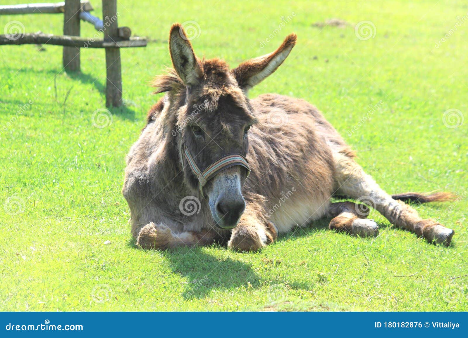 Cute Brown Gray Donkey on a Green Meadow in Summer or Spring Stock ...