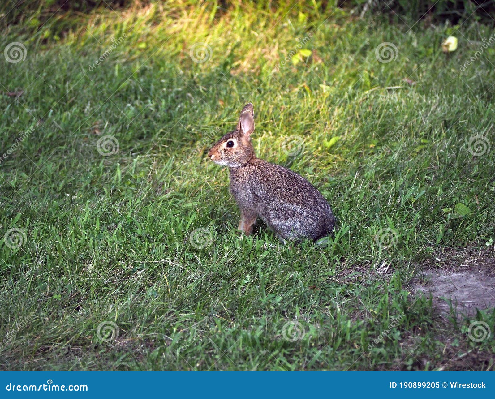 Cute Brown and Gray Rabbit in the Middle of a Grass Field during the ...